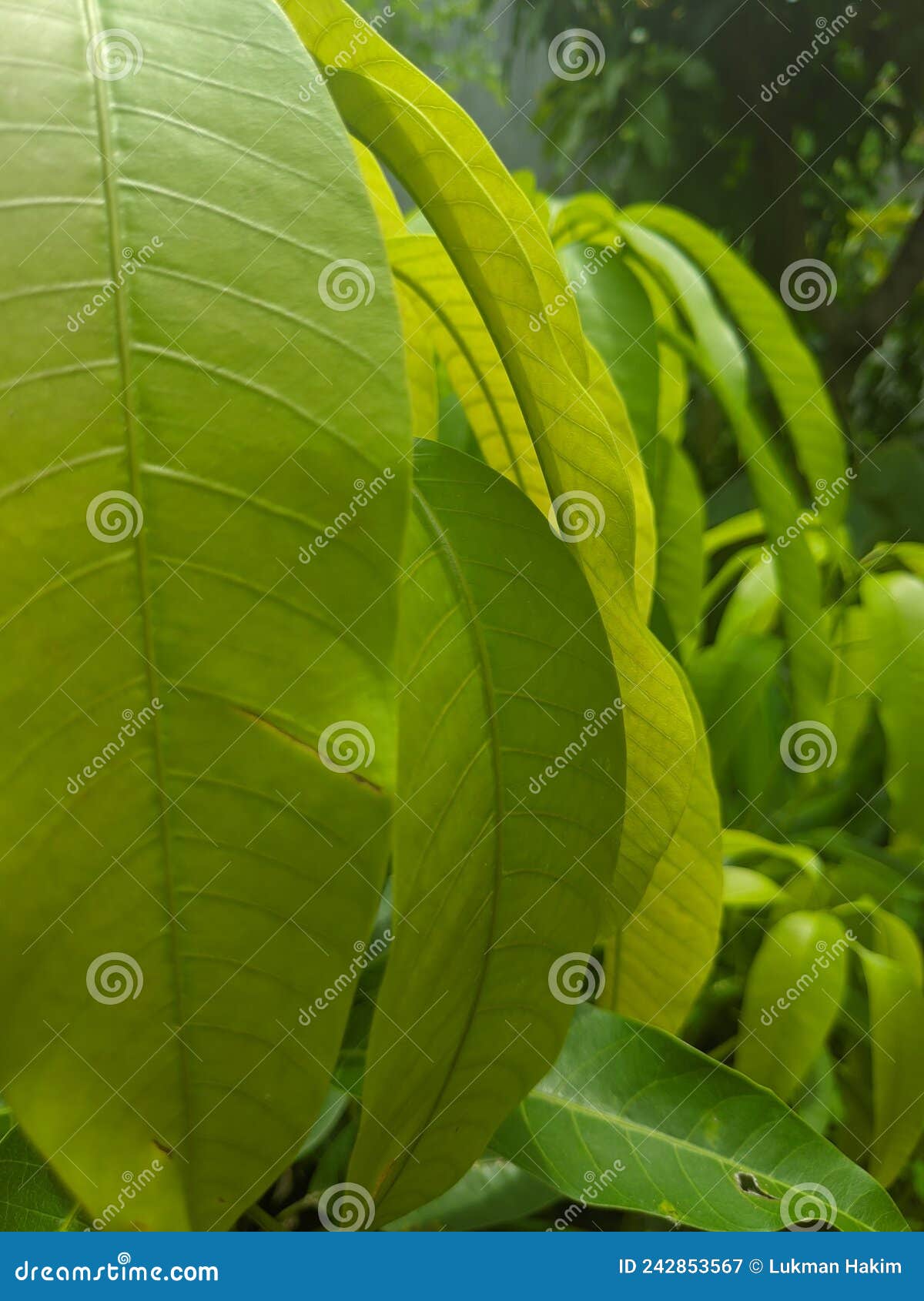 Leaf manggo tree stock image. Image of manggo, tree - 242853567