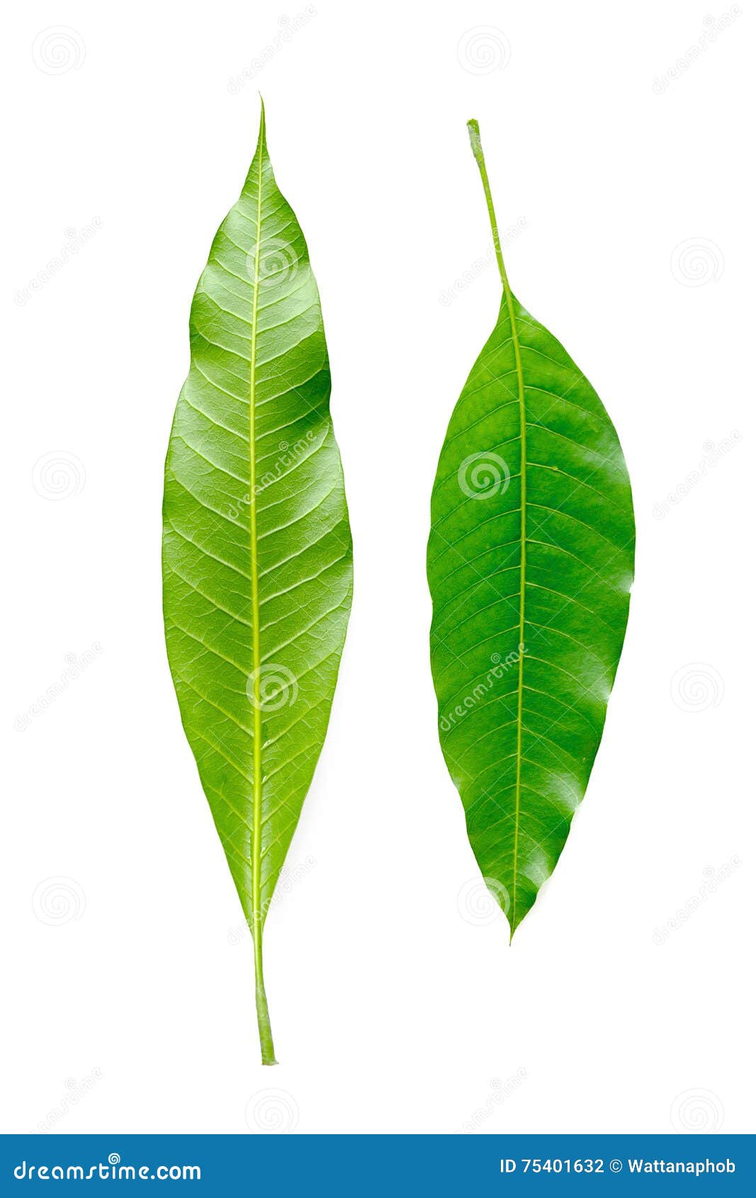 Leaf Of Mango Plant Which Is Infested With Fungi. Stock Image ...