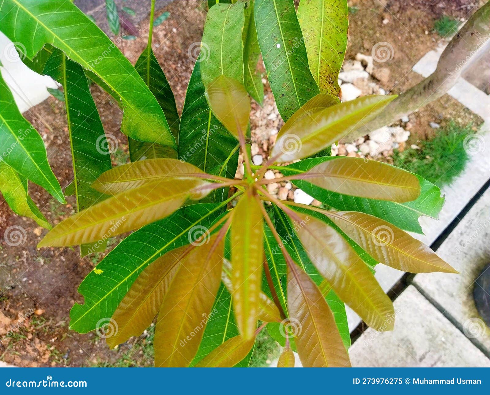 Leaf a Mango Tree for Gardens Stock Image - Image of mango, leaf: 273976275