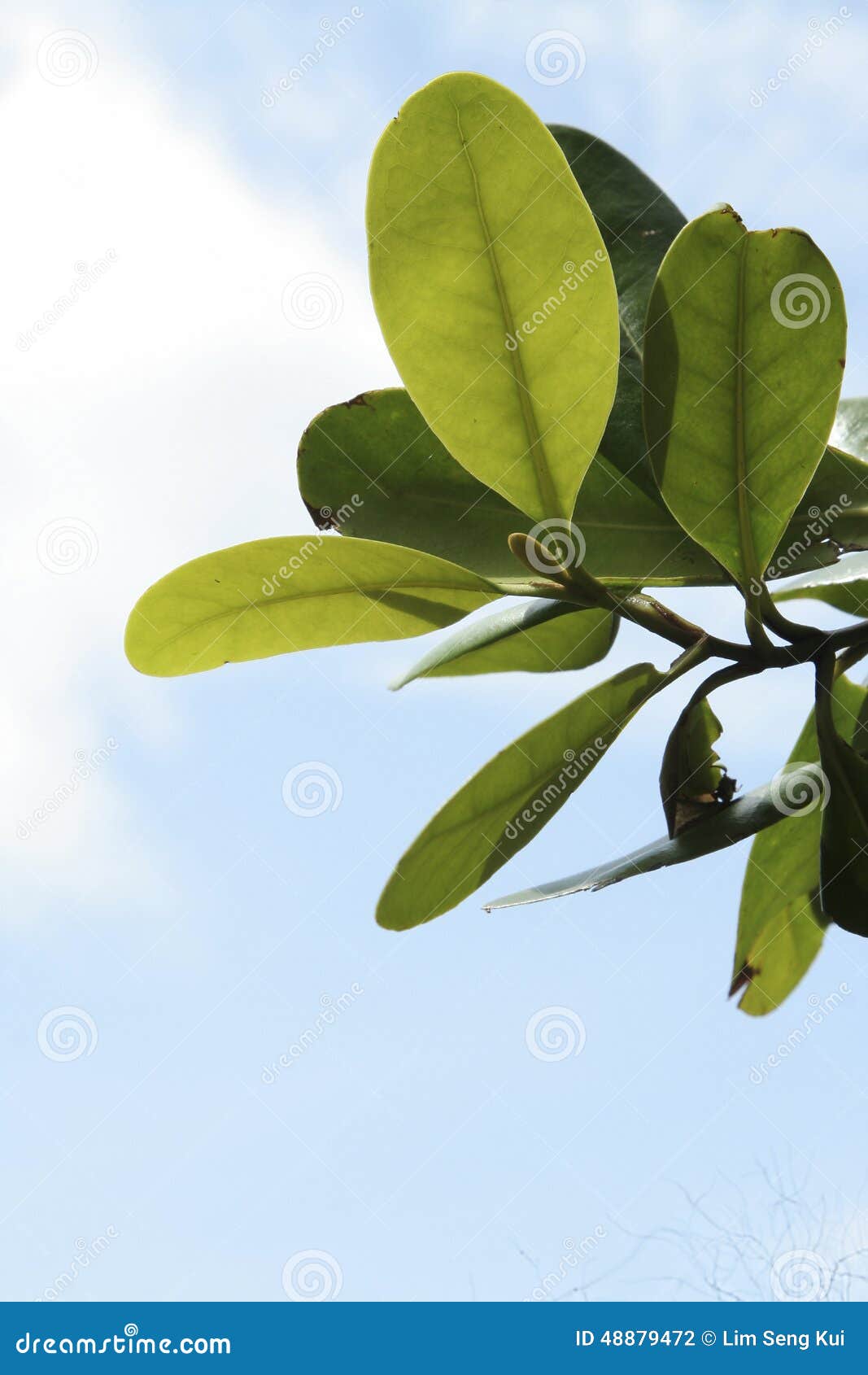 Leaf stock photo. Image of mangrove, beauty, background - 48879472