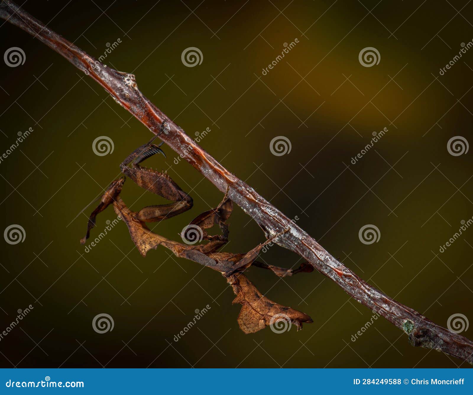 Leaf Mantis (Acanthops Centralis) Stock Photo - Image of insect ...