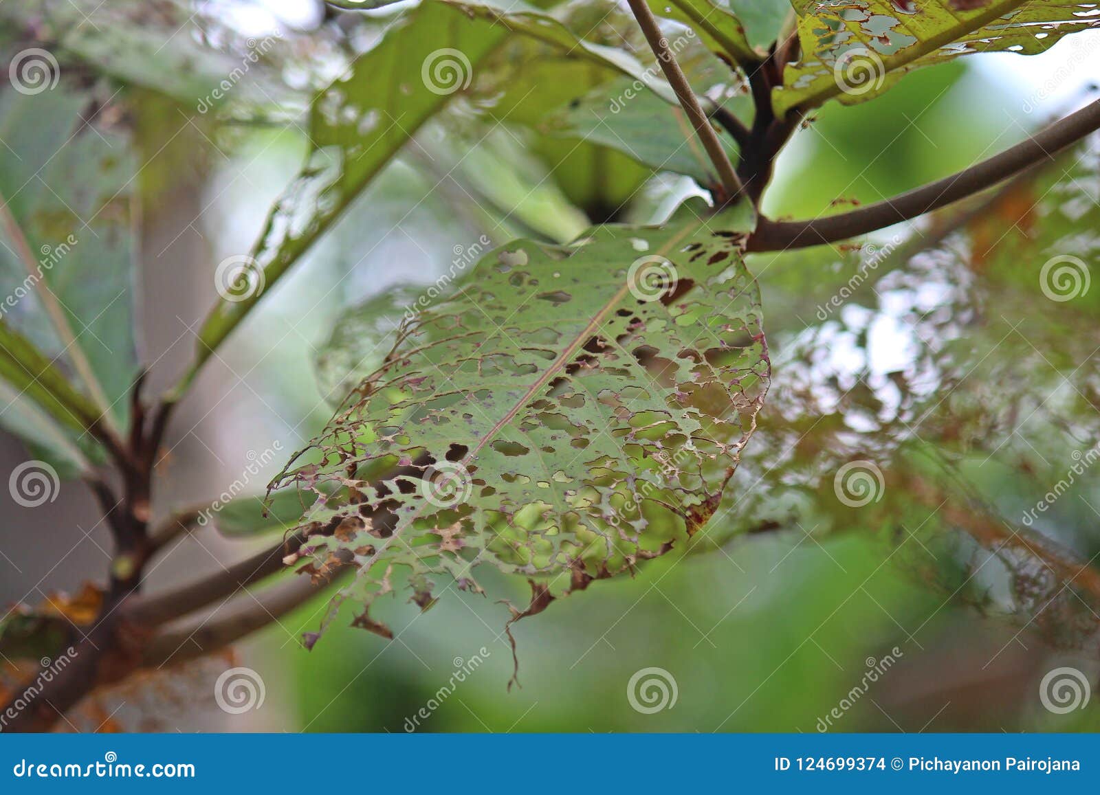 Insects bite leaf. stock photo. Image of pest, camouflage - 124699374