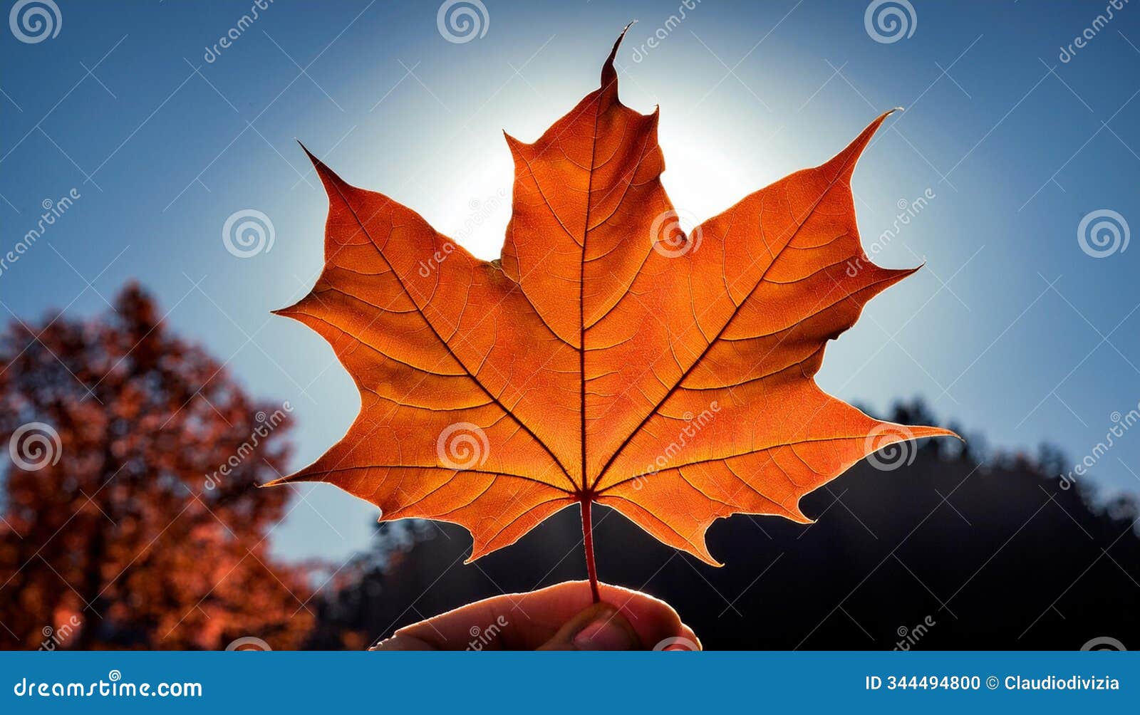 Maple Acer Tree Stock Photography | CartoonDealer.com #328178018