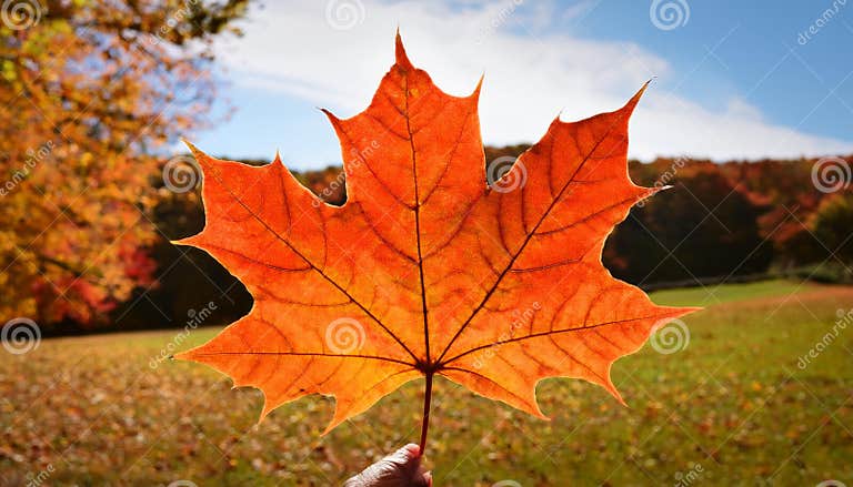Maple Acer Tree Leaf, AI Generated Stock Image - Image of fall, north ...