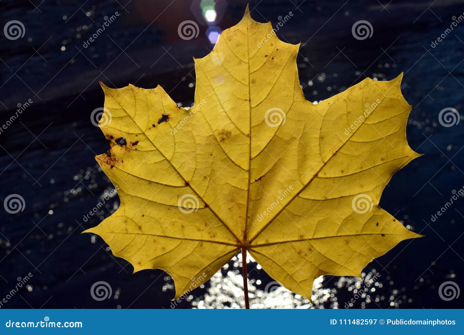 Leaf, Maple Leaf, Autumn, Plane Tree Family Picture. Image: 111482597