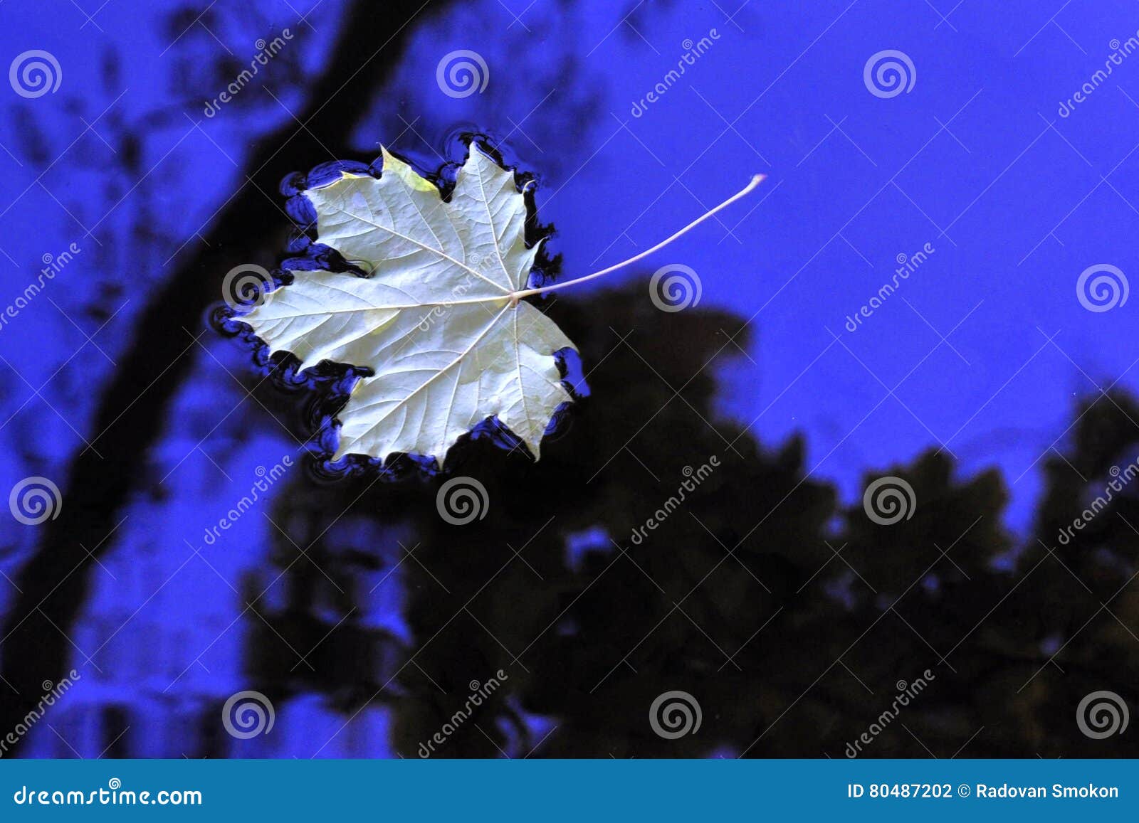 Leaf maple floating stock photo. Image of natural, blue - 80487202