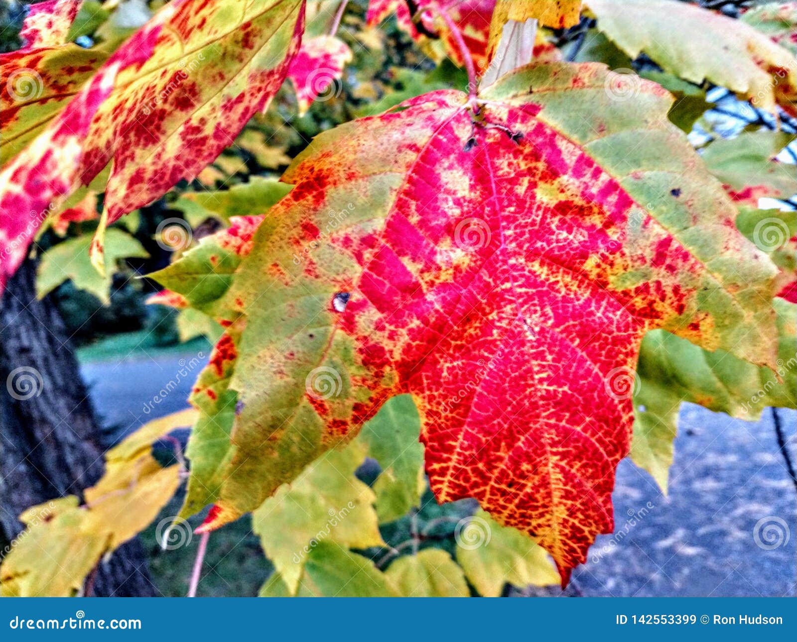 Fire leaf stock image. Image of leaf, tree, yellow, orange - 142553399