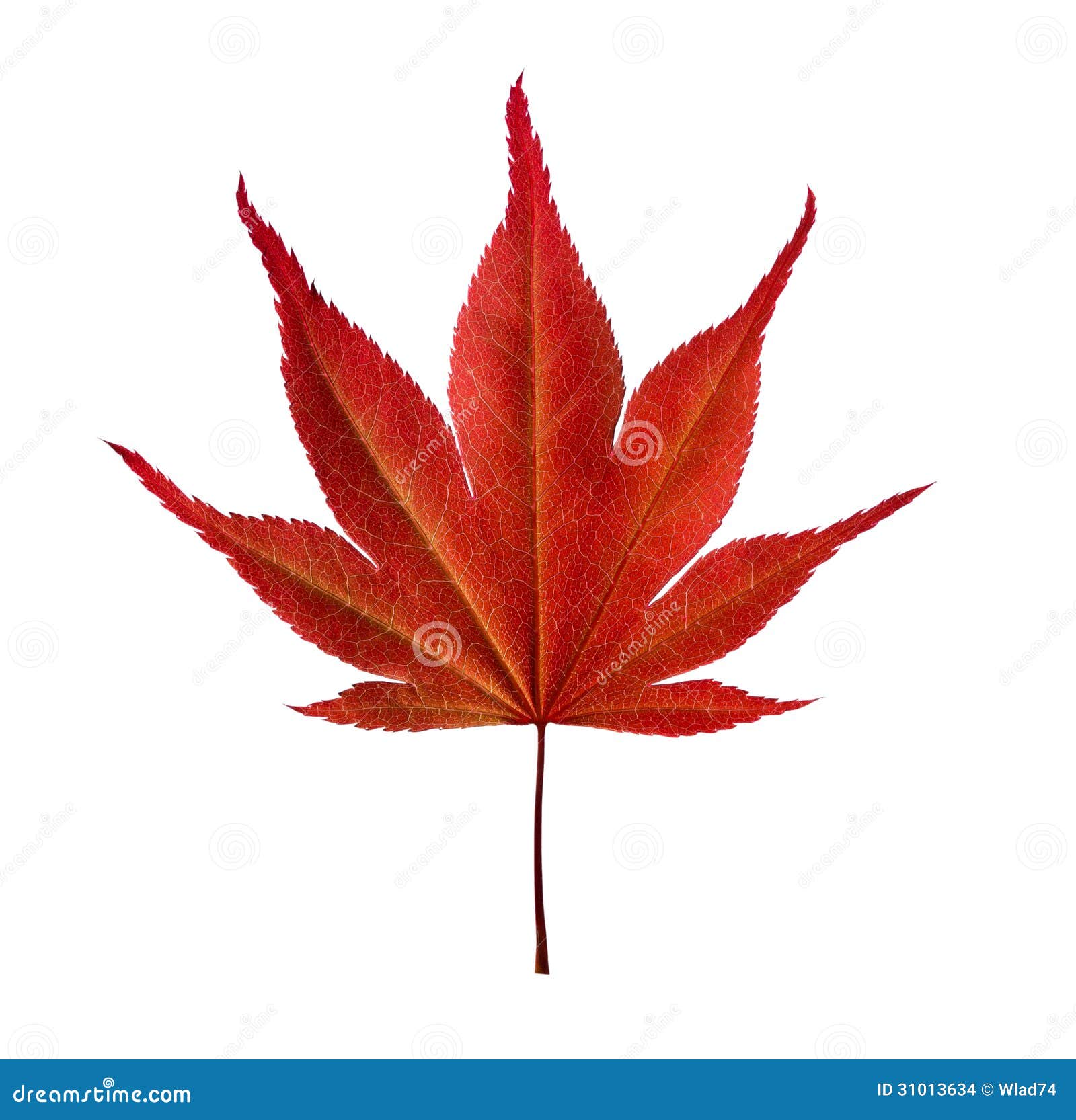 Leaf of Maple Tree on White Background Stock Photo - Image of plant ...