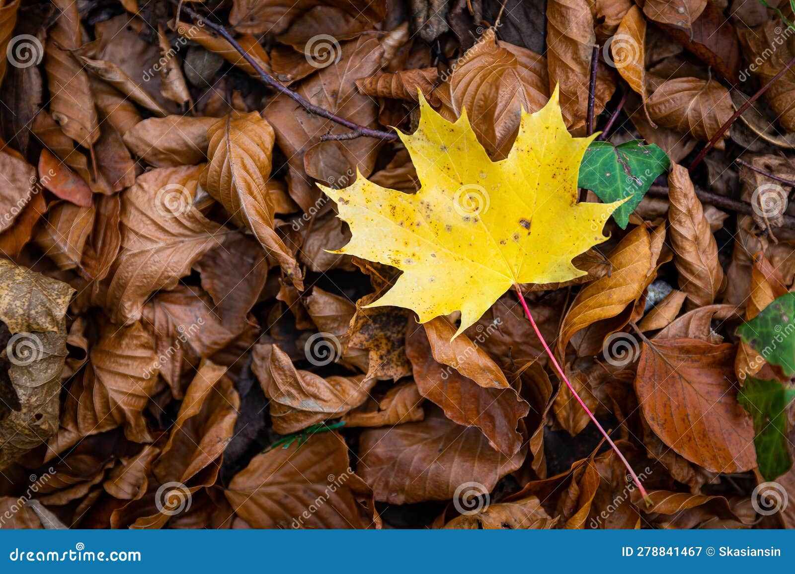 Leaf of Maple Tree in Yellow Color is on the Background of Brown Leaves ...