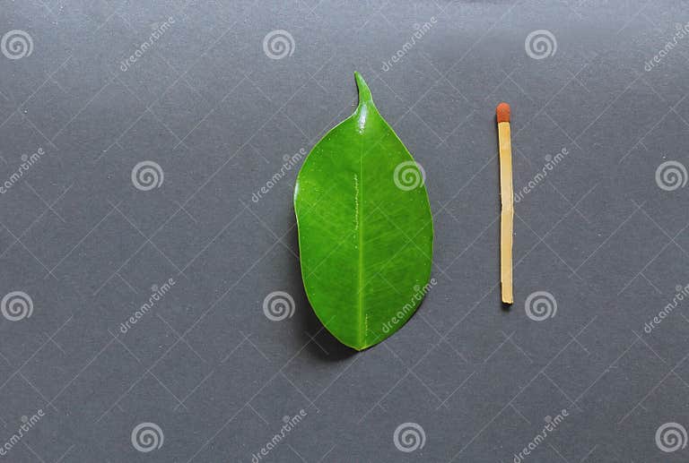 Leaf and Match Stick. Concept of Creation and Destruction Stock Photo ...