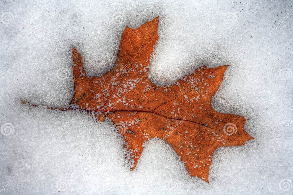 Leaf Melting into Winter Icy Cold Snow Stock Photo - Image of winter ...