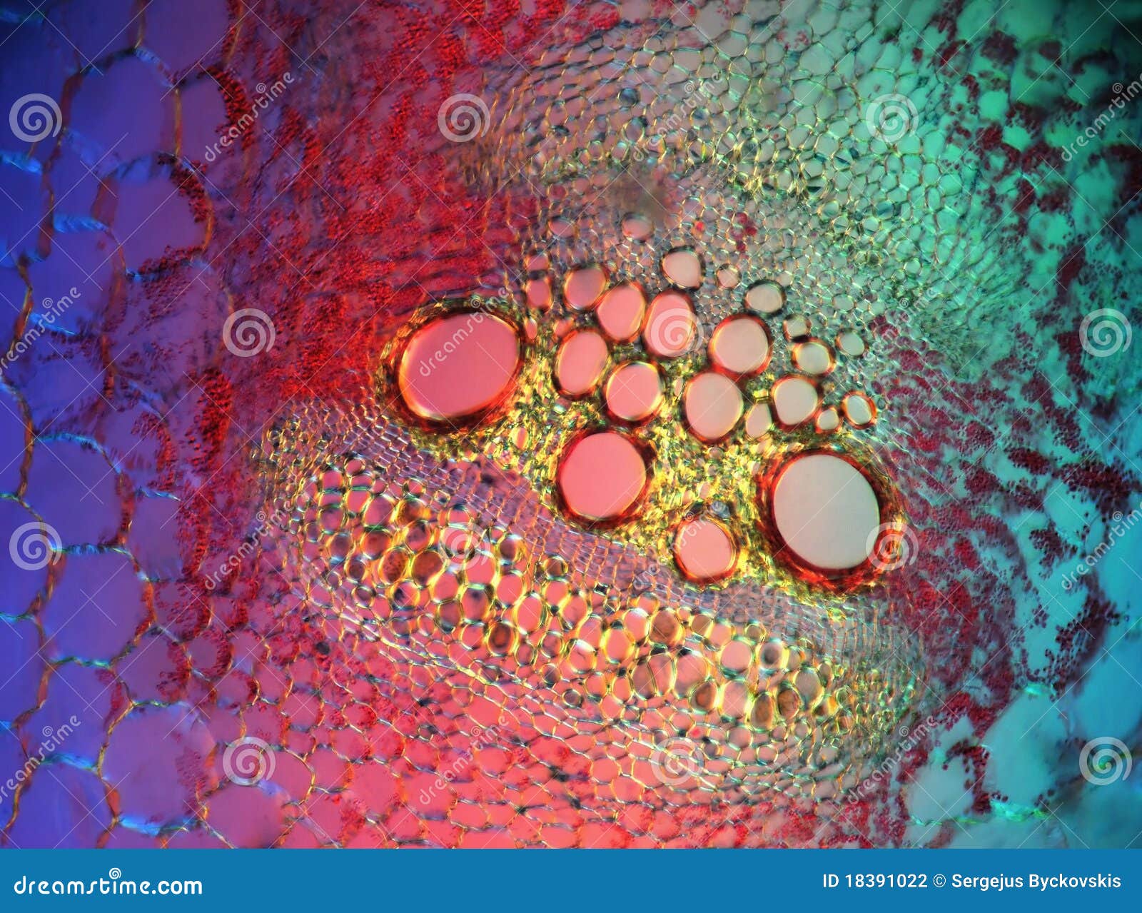 Leaf Micro-cut In Polarized Light Stock Photo | CartoonDealer.com #18391022