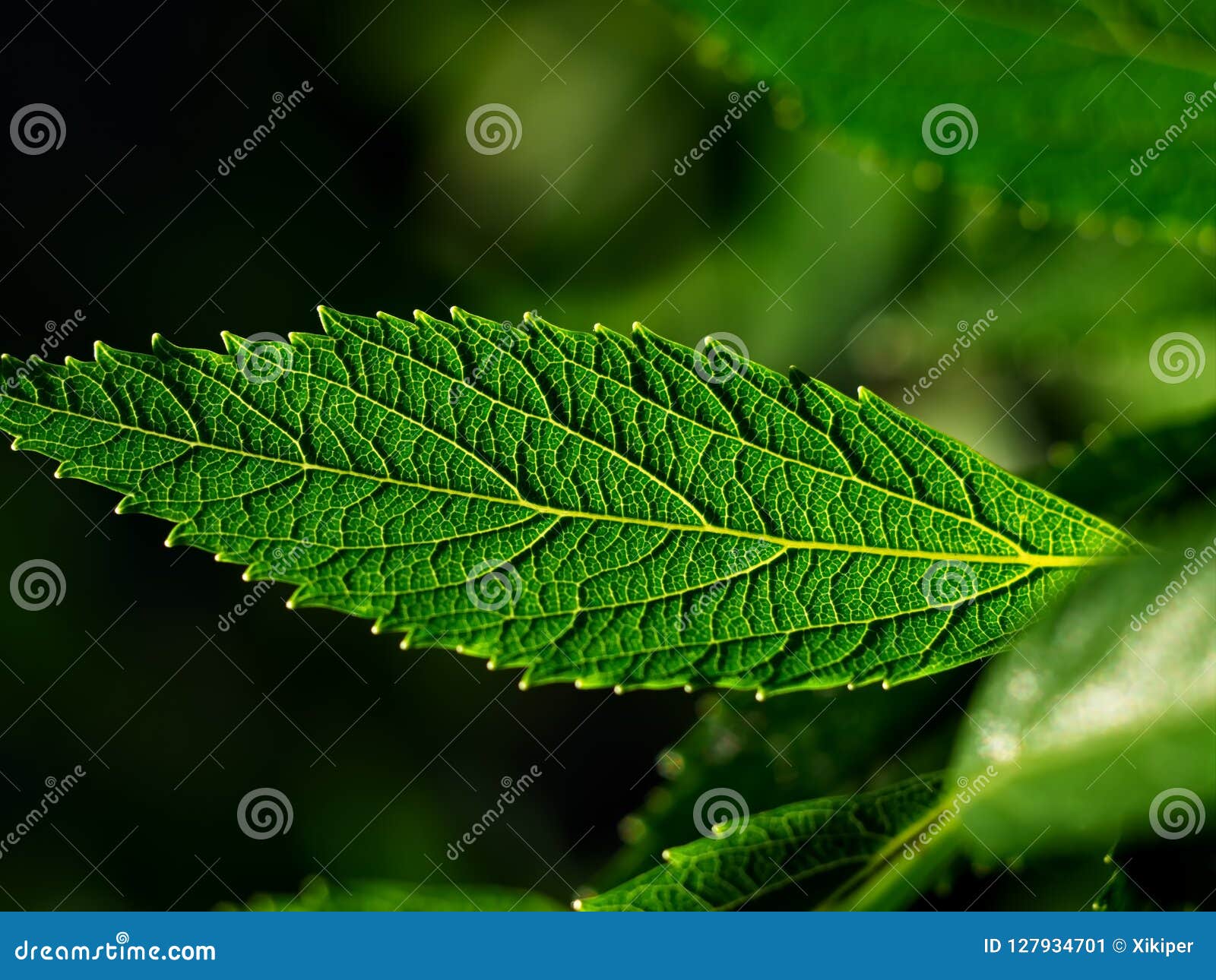Leaf Micro Details Under the Sunlight Light and Shadows Stock Image ...