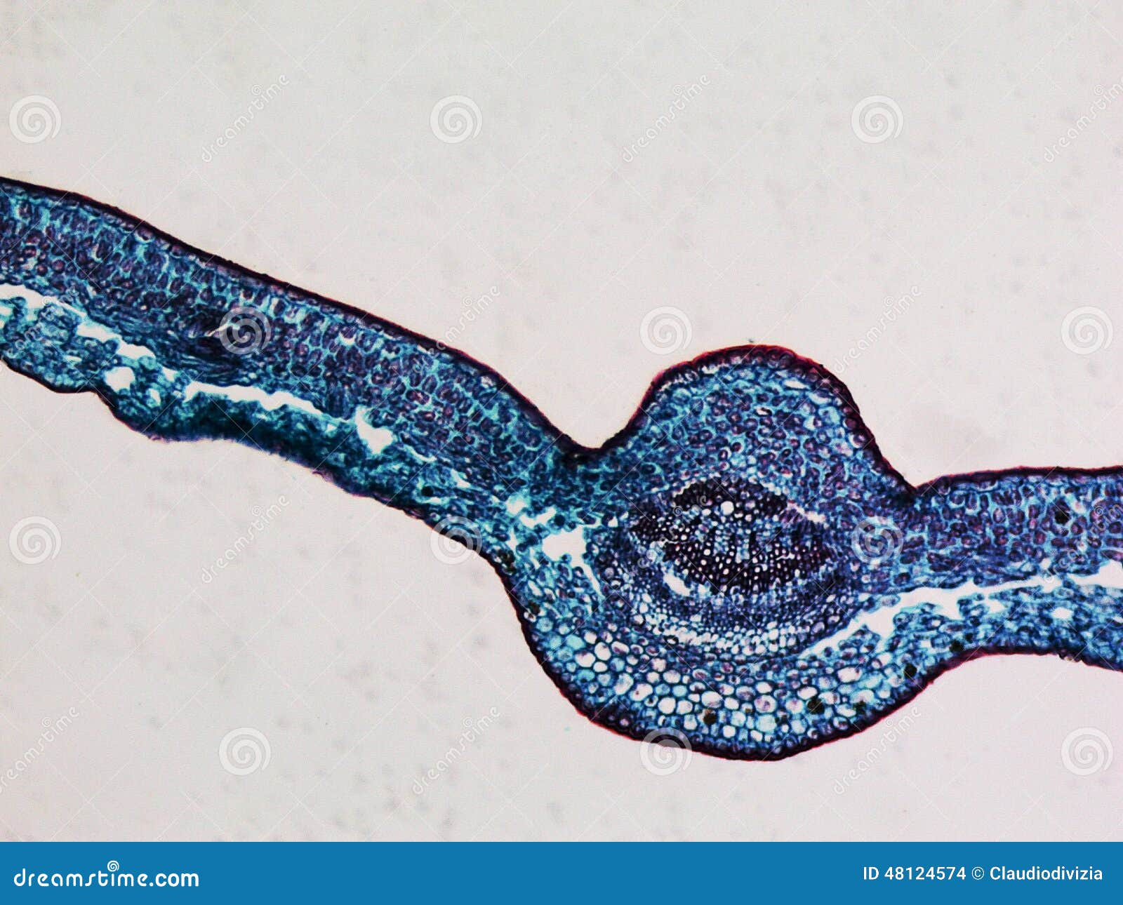 Leaf micrograph stock photo. Image of research, light - 48124574 Leaf micrograph stock photo. Image of research, light - 48124574