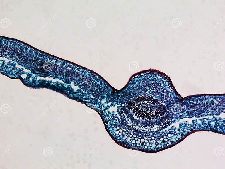 Leaf micrograph stock photo. Image of research, light - 48124574