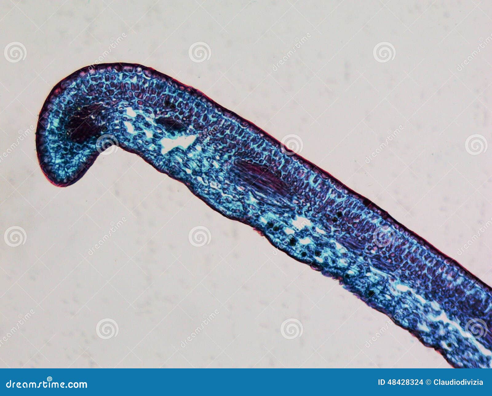 Leaf micrograph stock photo. Image of graph, plant, light - 48428324