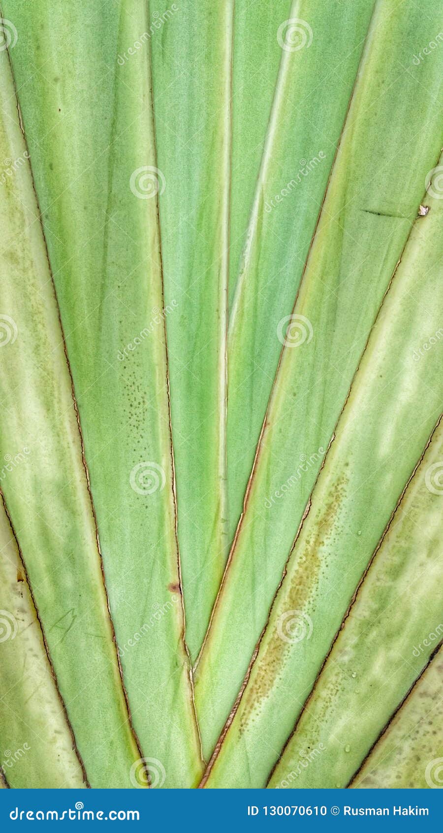 Leaf midrib stock photo. Image of midrib, nicestacked - 130070610