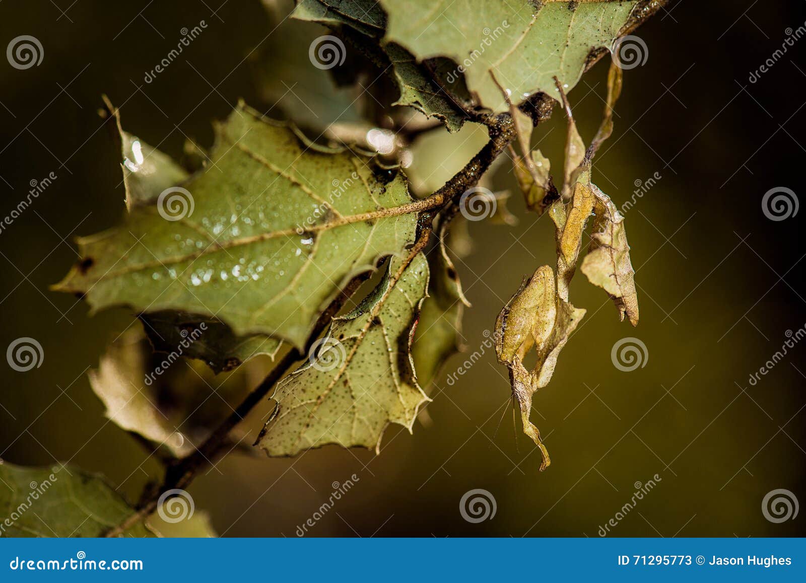 Leaf Mimic Praying Mantis and Leaf Stock Image - Image of insect, dead ...