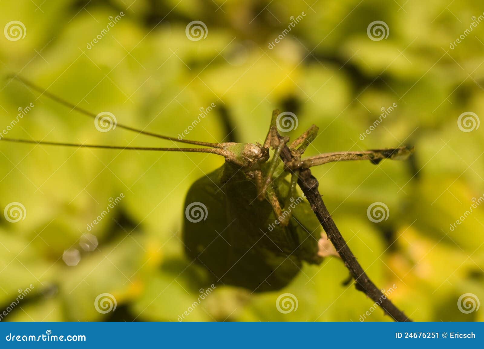 Leaf Mimicking Praying Mantis Mimic Rainforest Jungle Stock Image ...