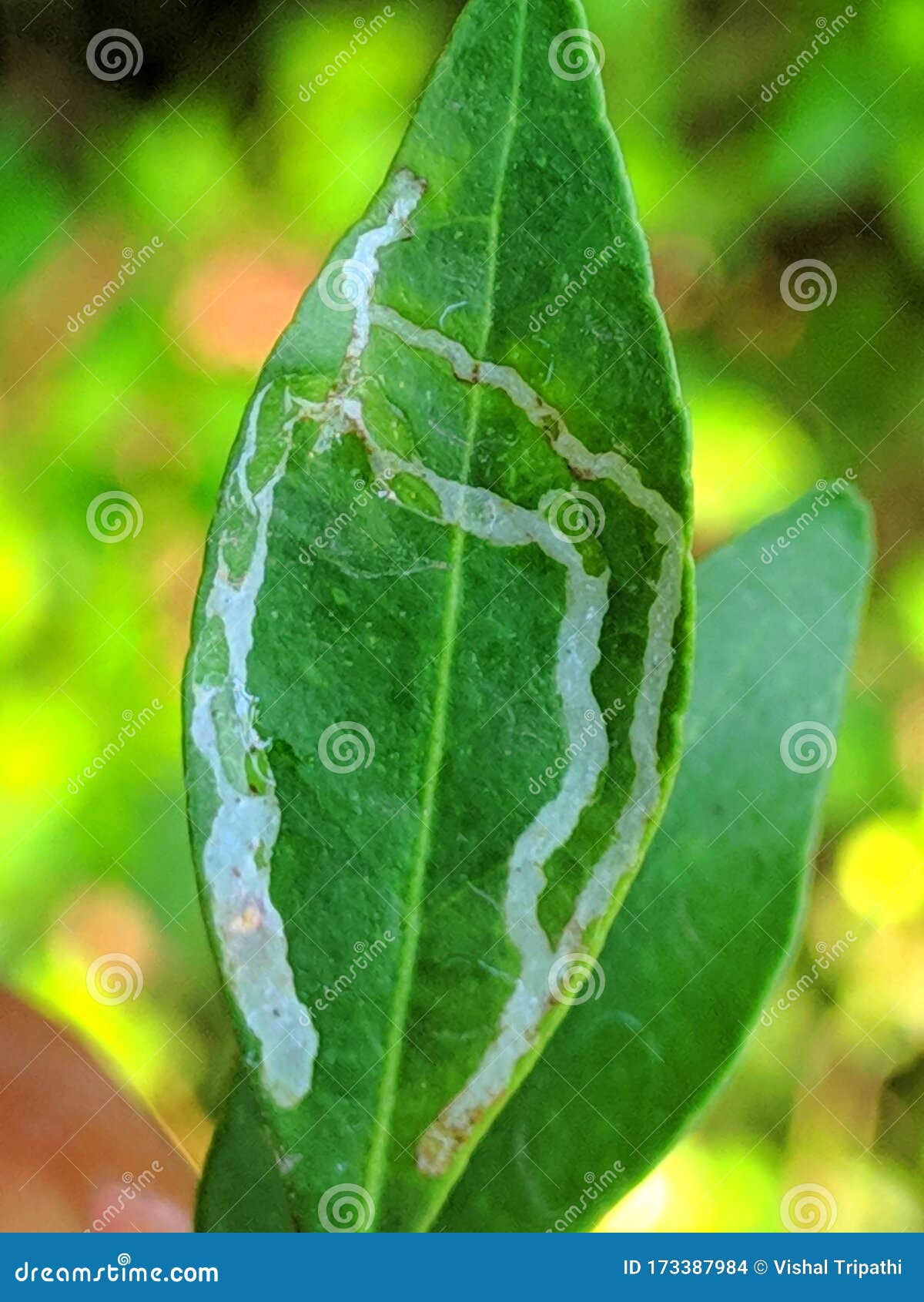 Leaf miner insect stock photo. Image of midgefly, maggot - 173387984