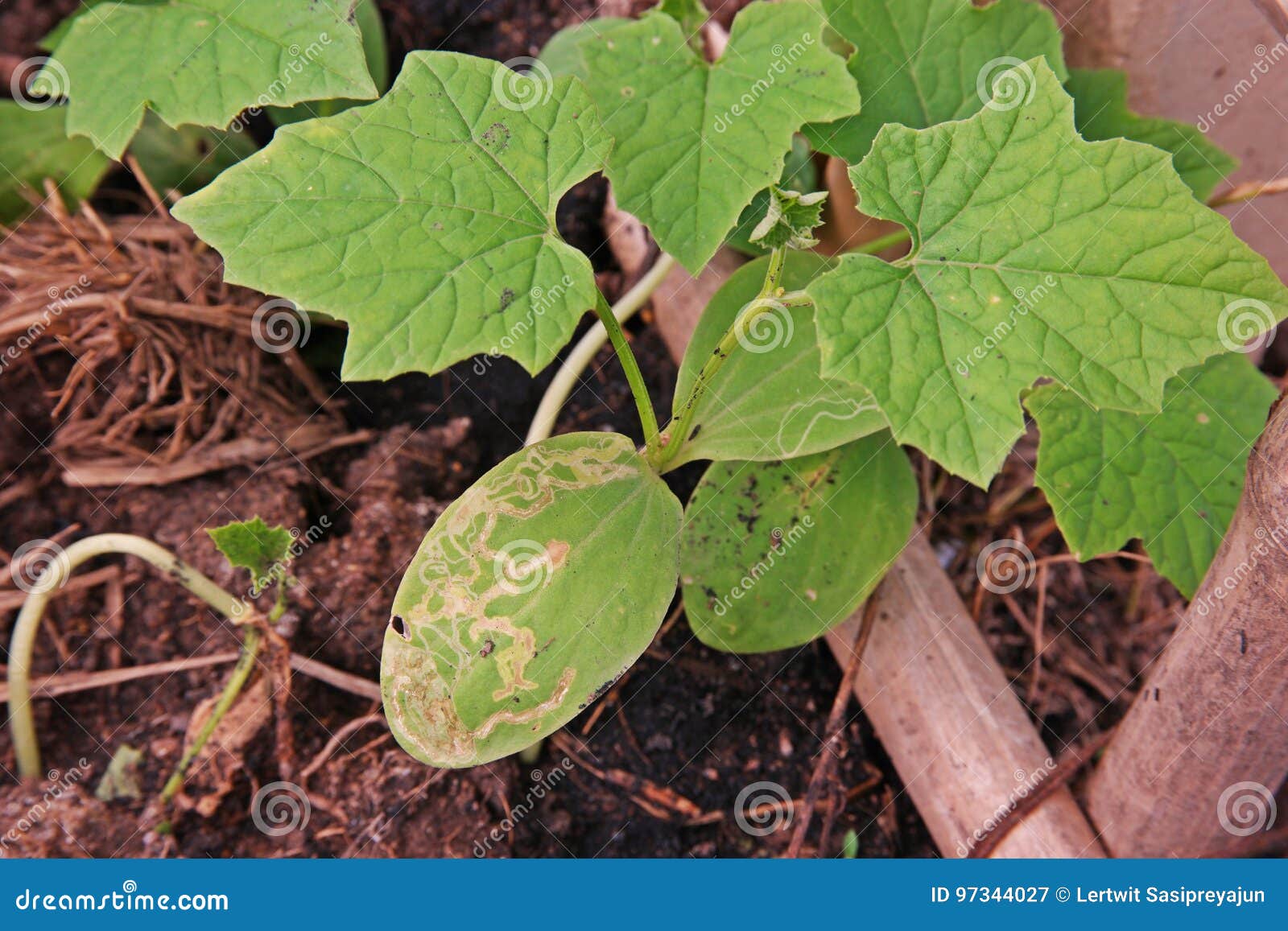Leaf Miner Insect Infested Cucumber Leaves Stock Image - Image of ...