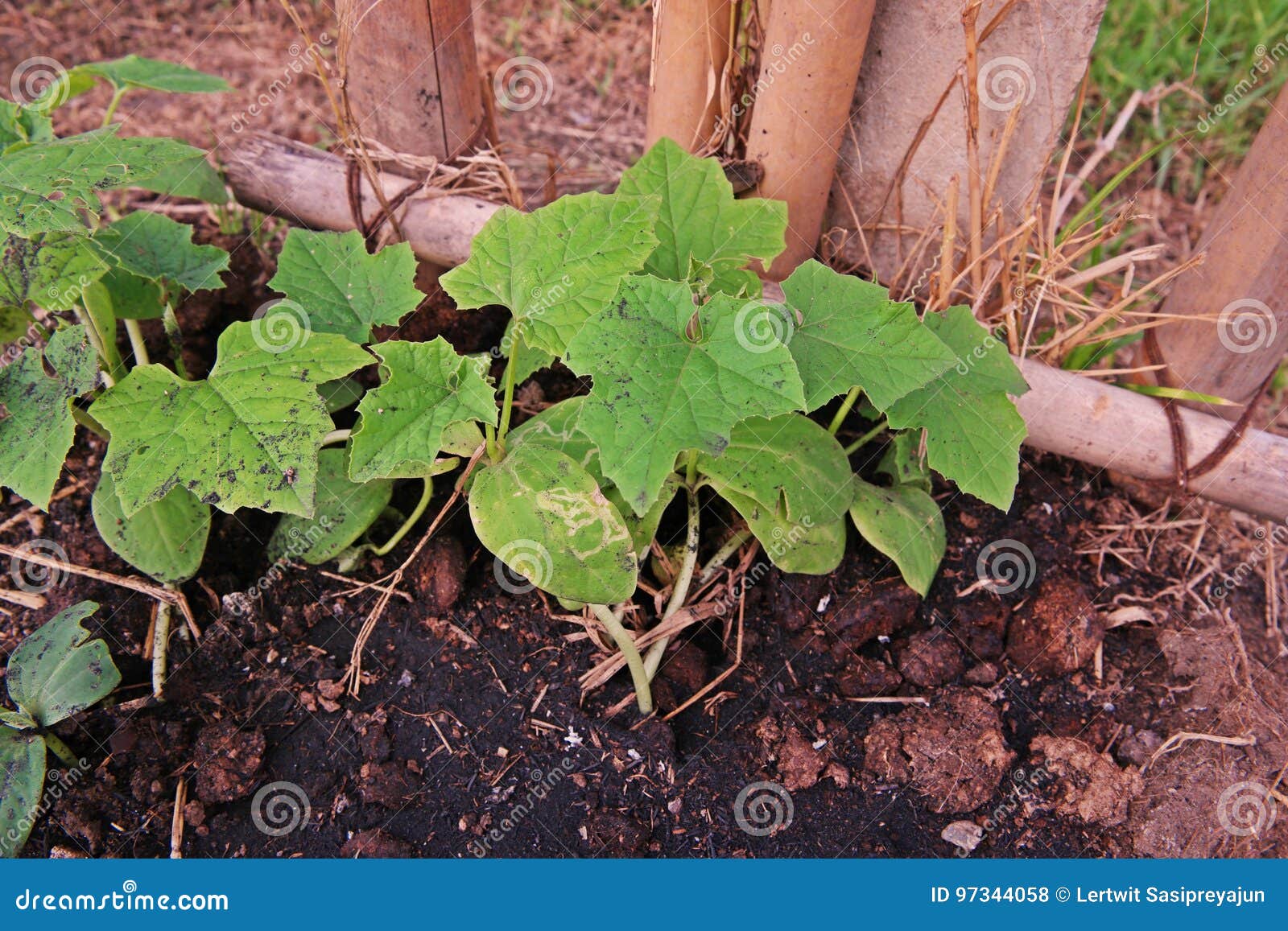 Leaf Miner Insect Infested Cucumber Leaves Stock Photo - Image of ...
