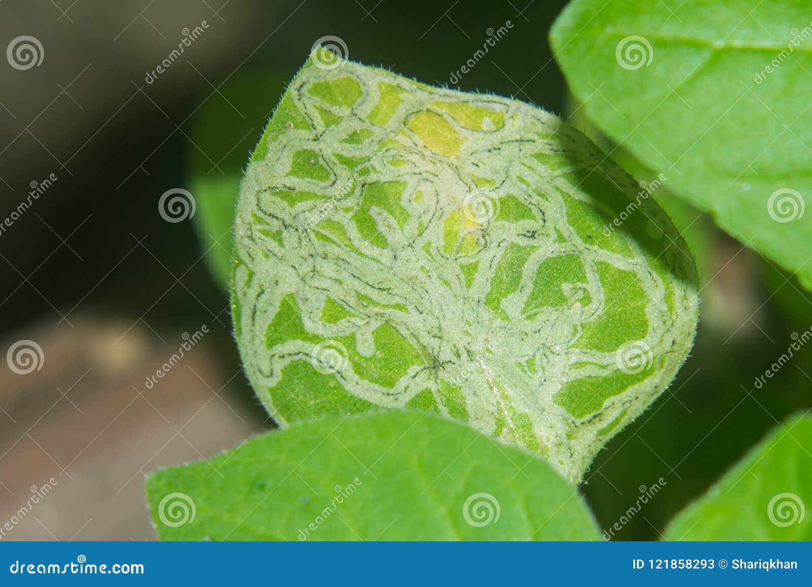 Leaf miner insect stock image. Image of control, botany - 121858293 Leaf miner insect stock image. Image of control, botany - 121858293