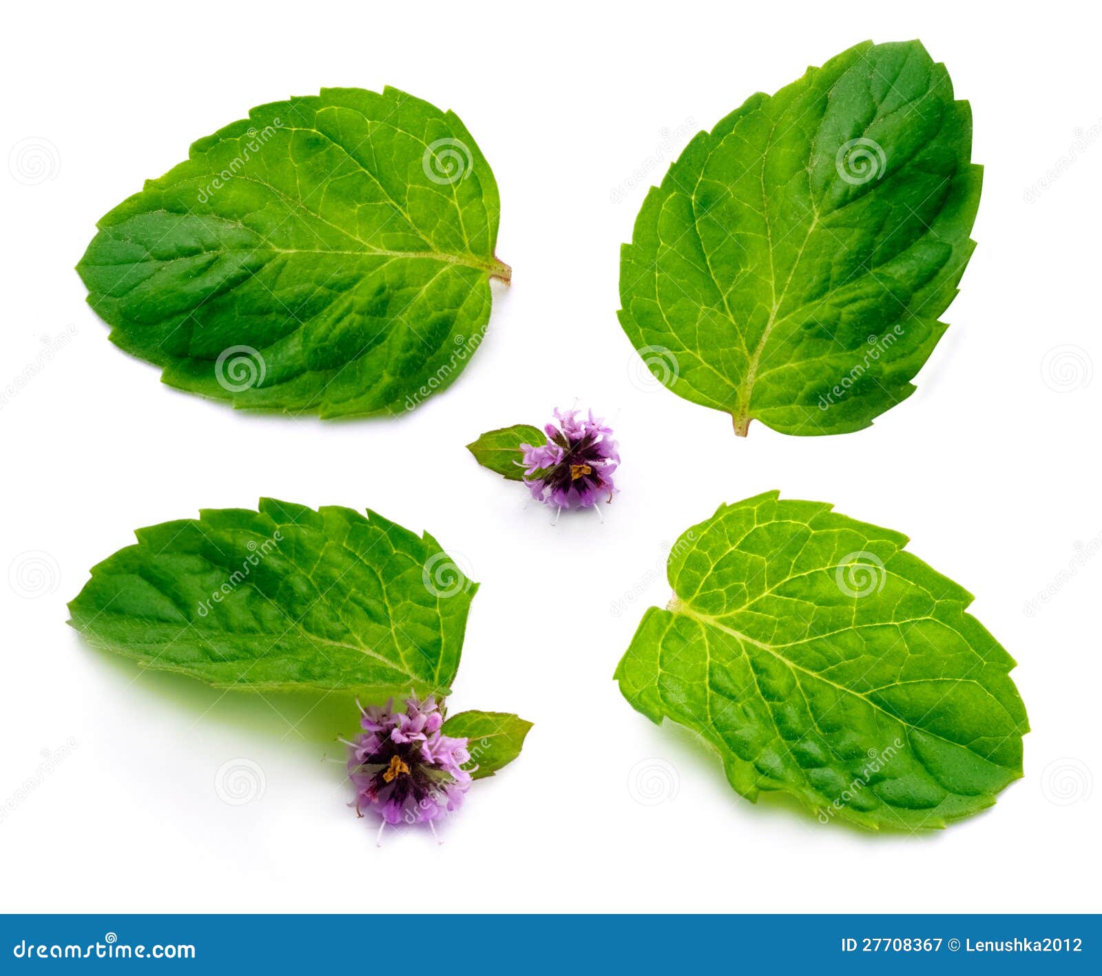 589 Menthol Flower White Background Stock Photos - Free & Royalty-Free ...