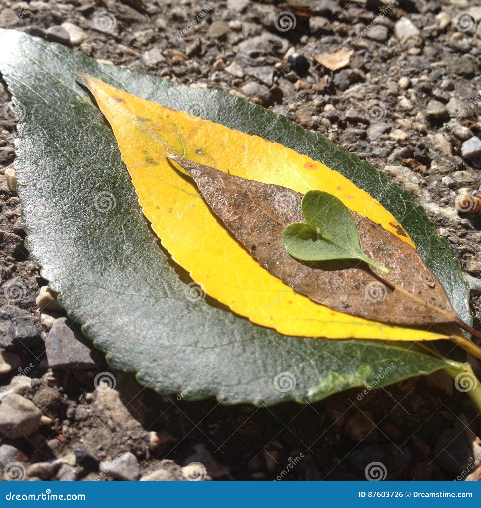 Leaf Mix stock photo. Image of outdoor, beauty, rocks - 87603726