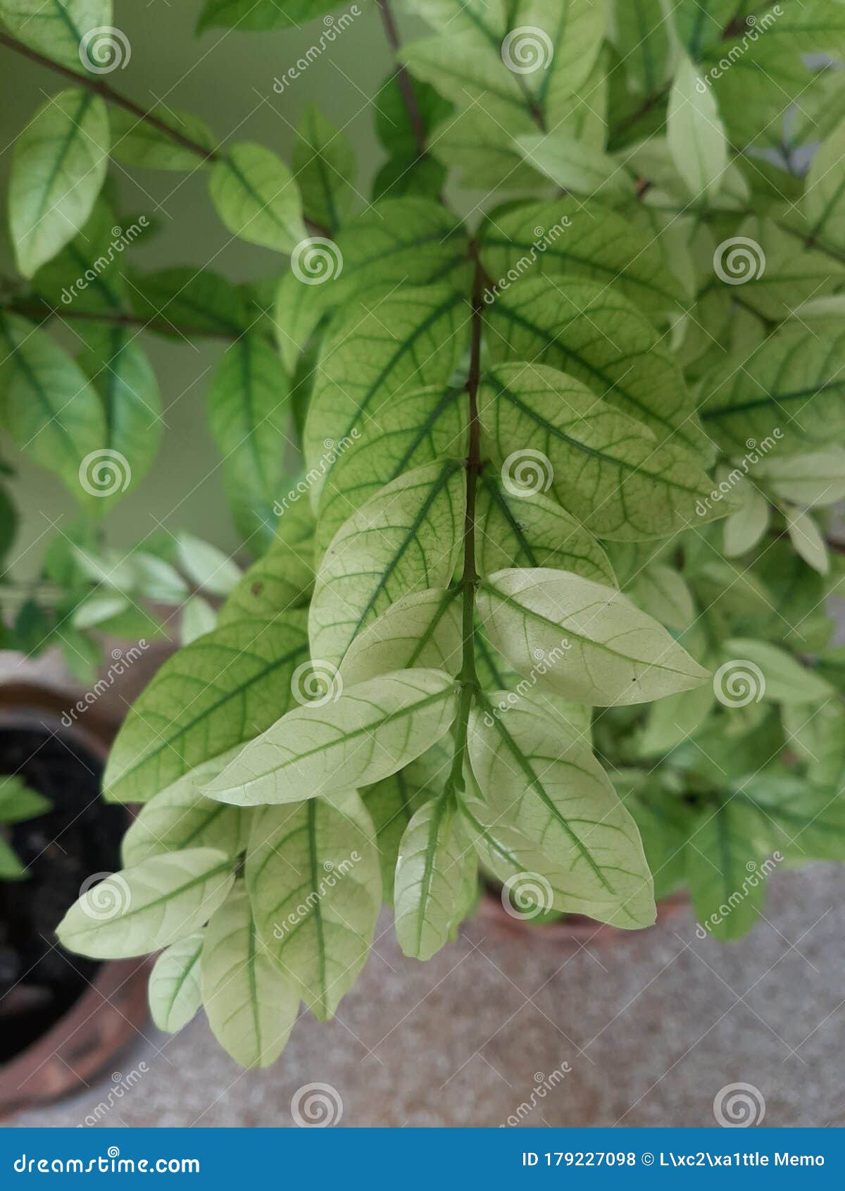 A Leaf of Moke Tree in a Pot. Wrightia Religiosa Stock Photo - Image of ...