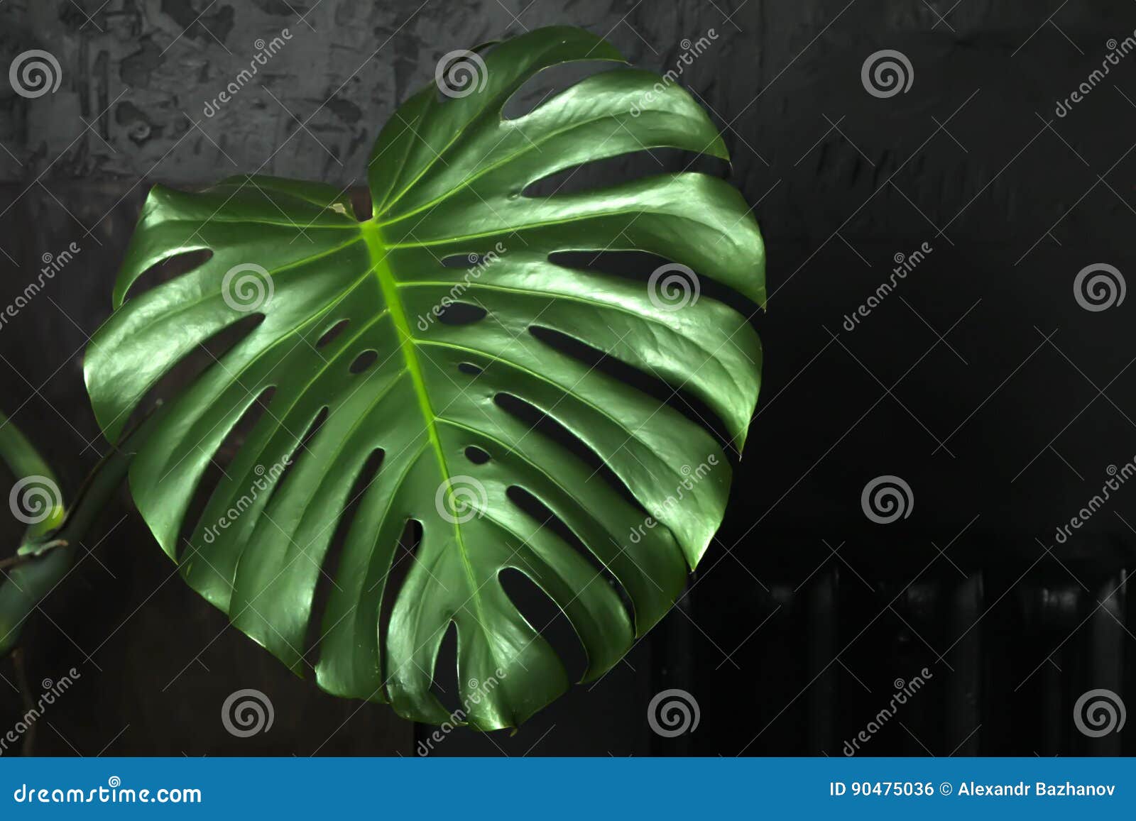 Leaf of monstera stock photo. Image of leaf, botany, decoration - 90475036