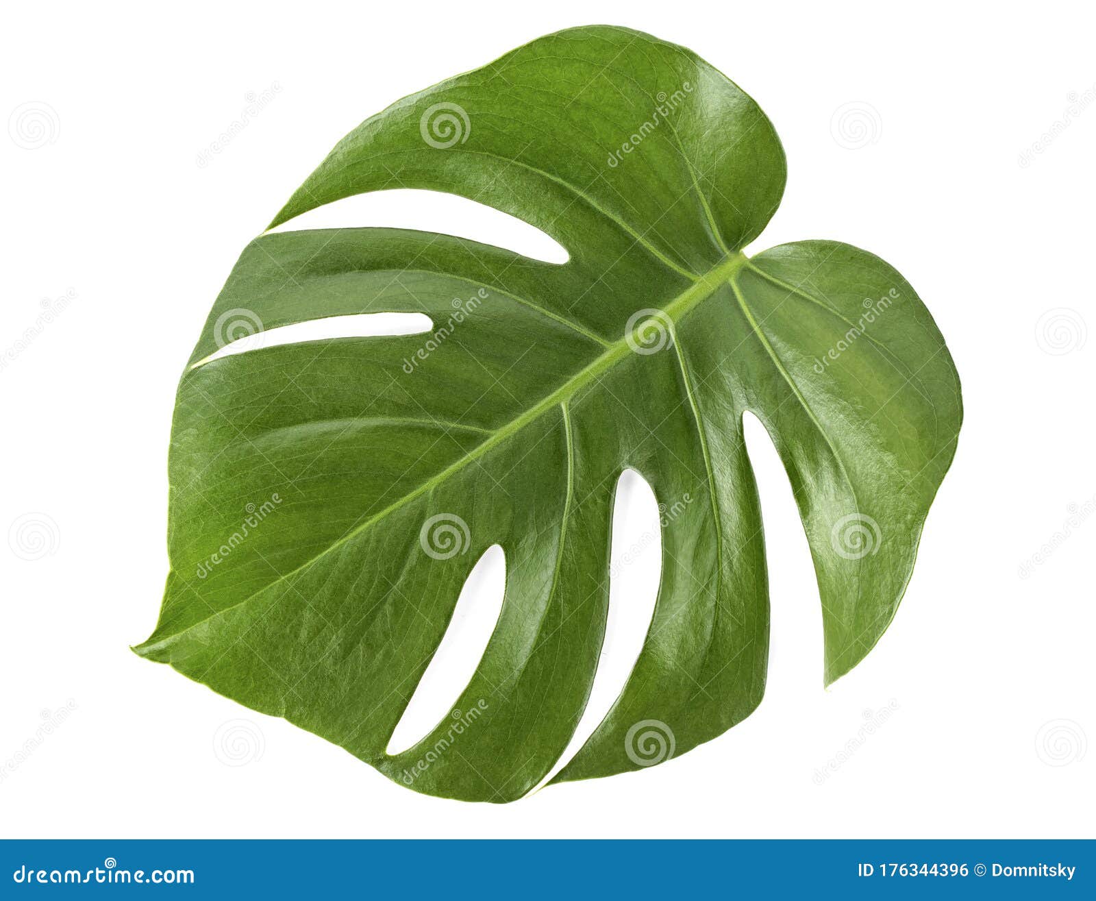 Leaf of Monstera Plant on White Background. Top View Stock Photo ...