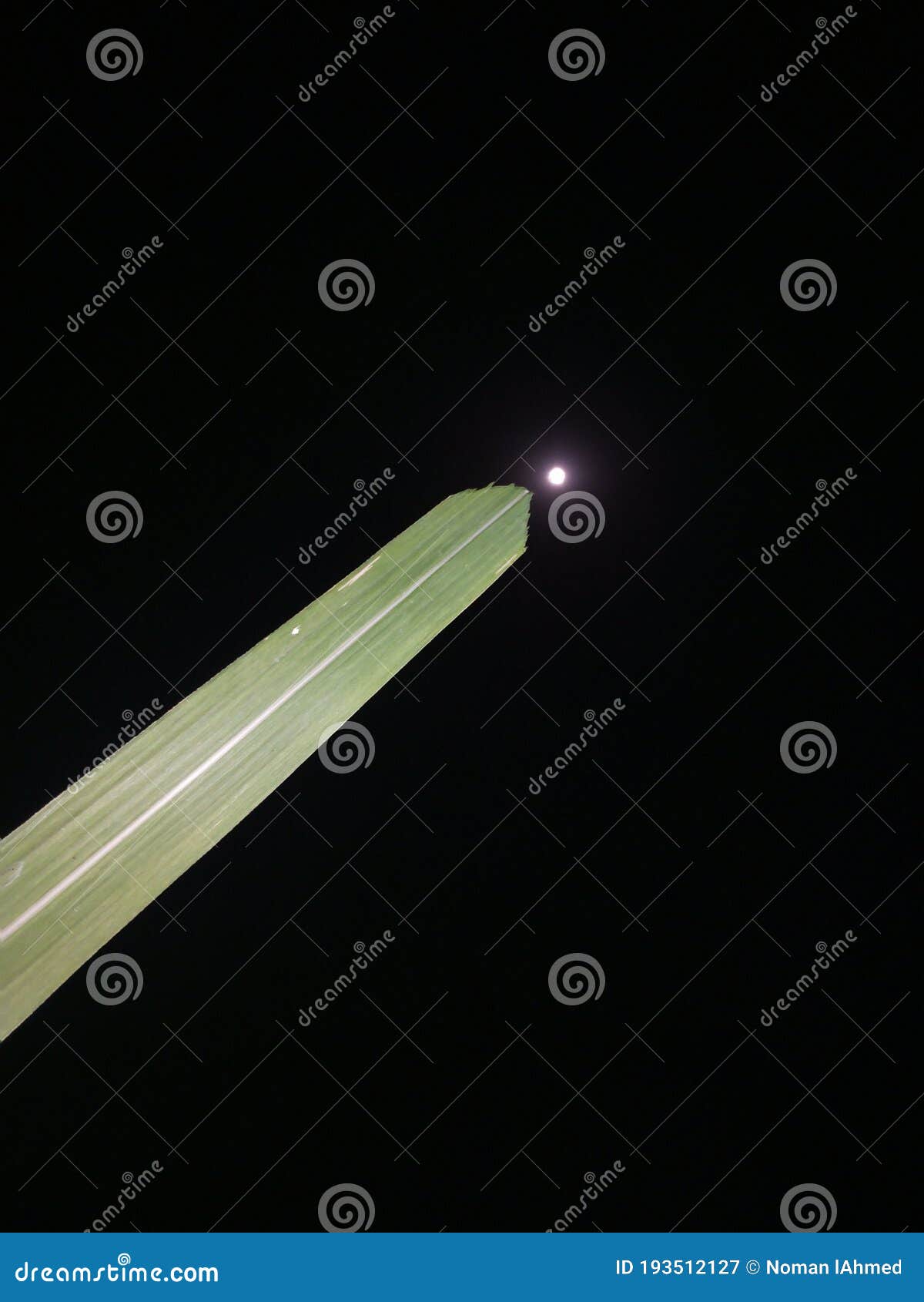 Leaf and moon stock image. Image of light, green, line - 193512127