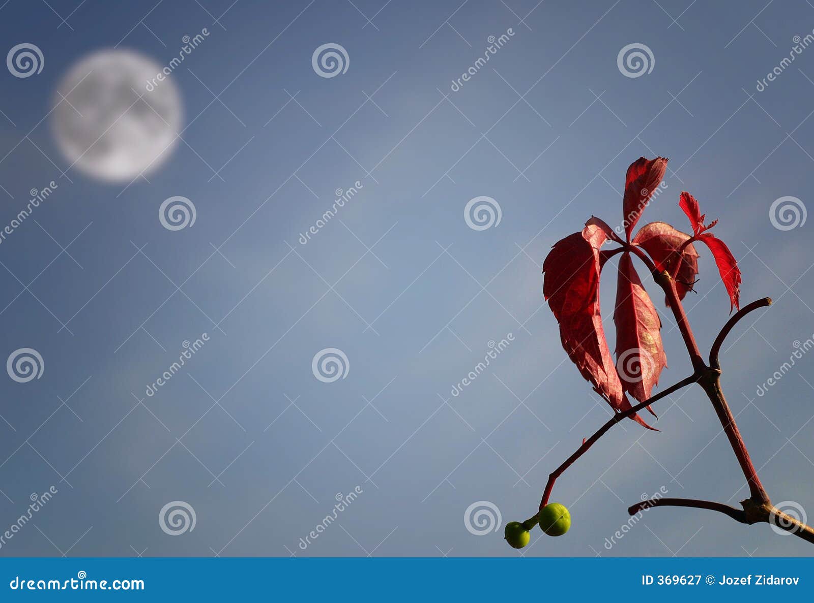 Leaf moon stock image. Image of backlit, tree, moon, blur - 369627