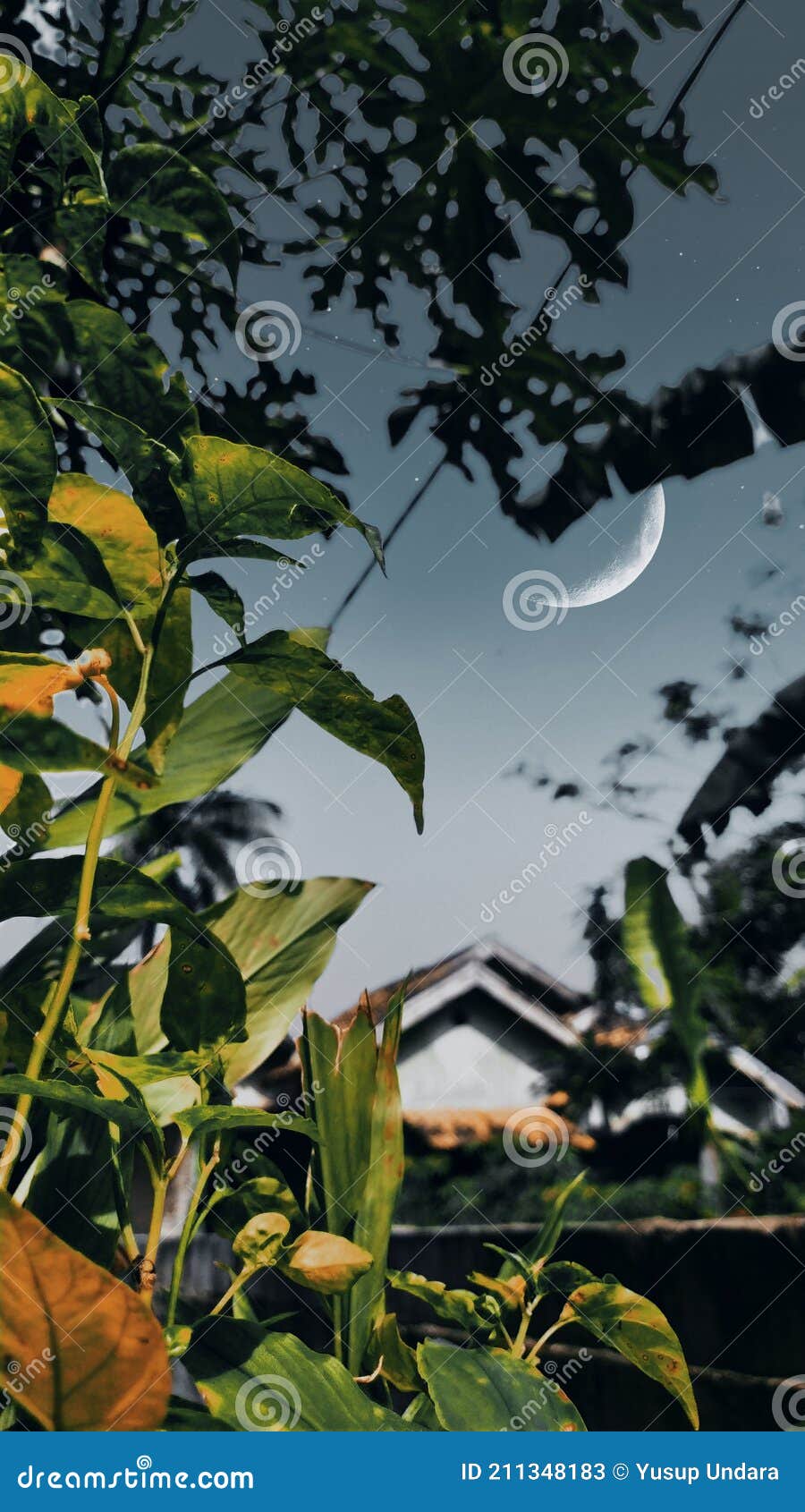 Leaf and Moon stock image. Image of shrub, garden, nature - 211348183