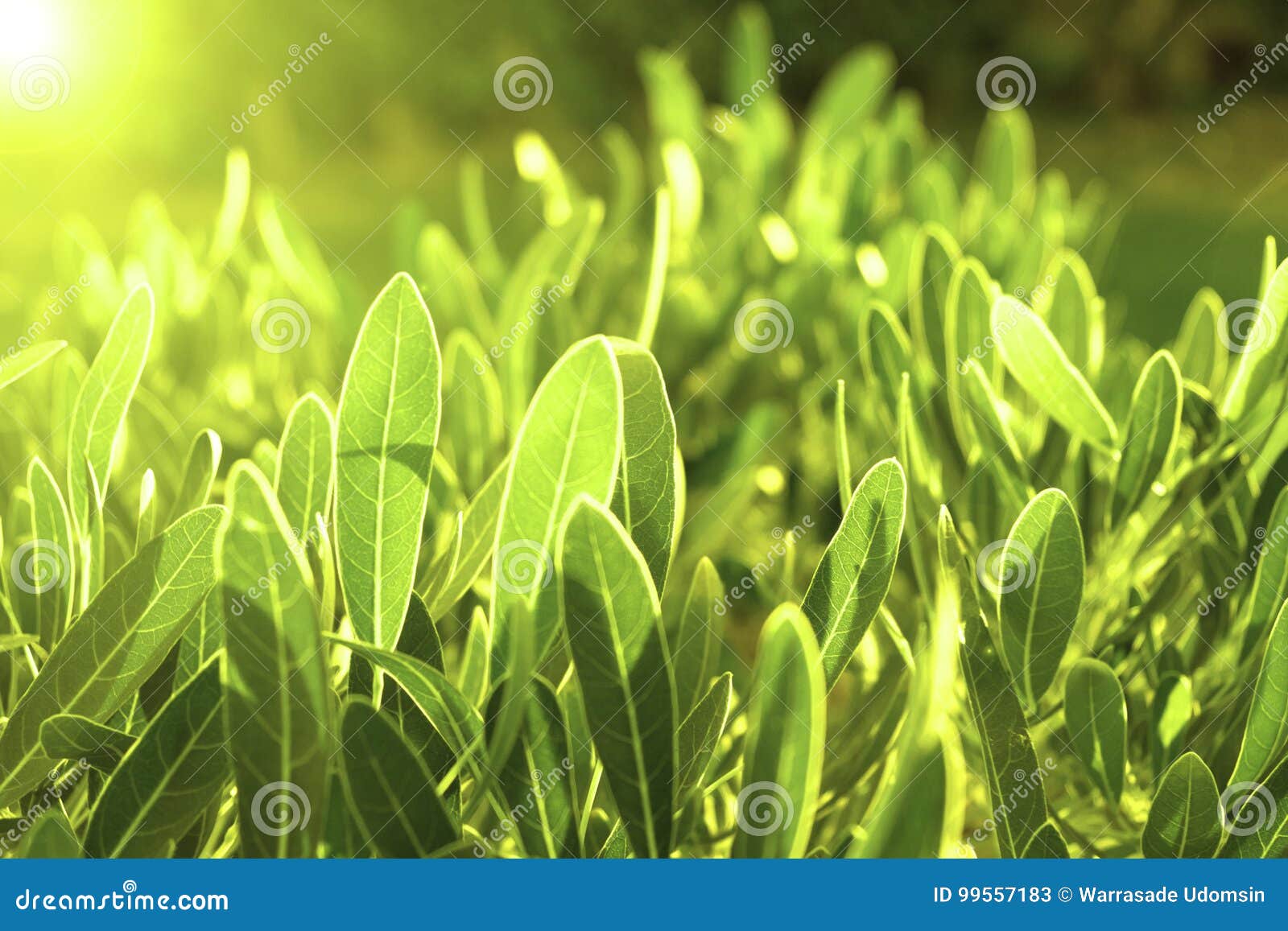 Leaf in a morning stock image. Image of macro, beautiful - 99557183