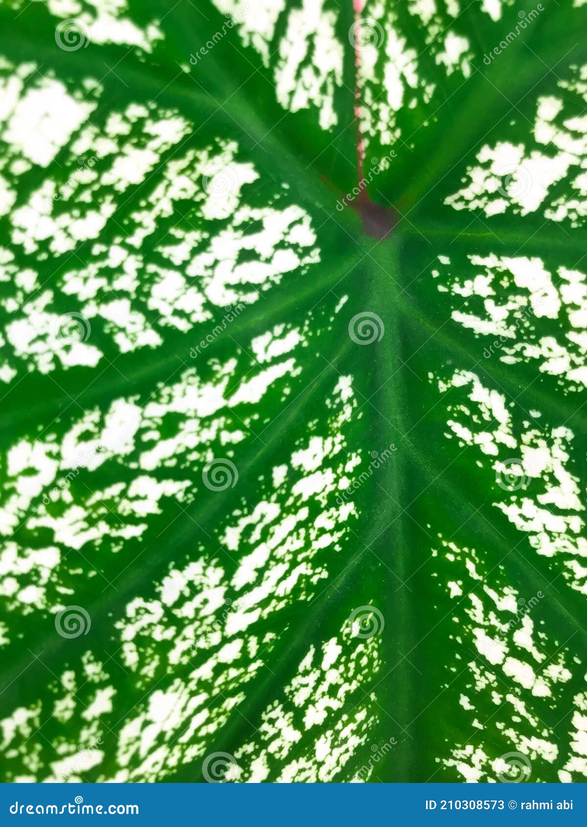 Leaf motif stock image. Image of motif, green, leaf - 210308573