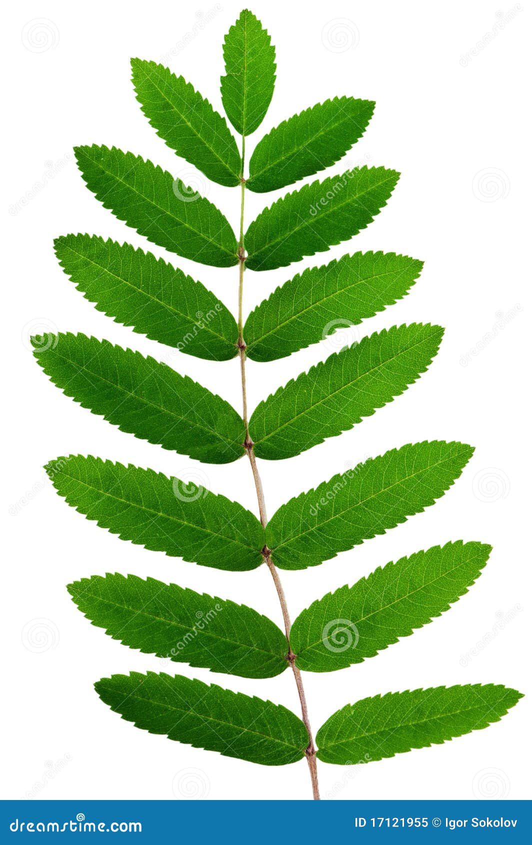 Leaf of a mountain ash stock image. Image of macro, closeup - 17121955