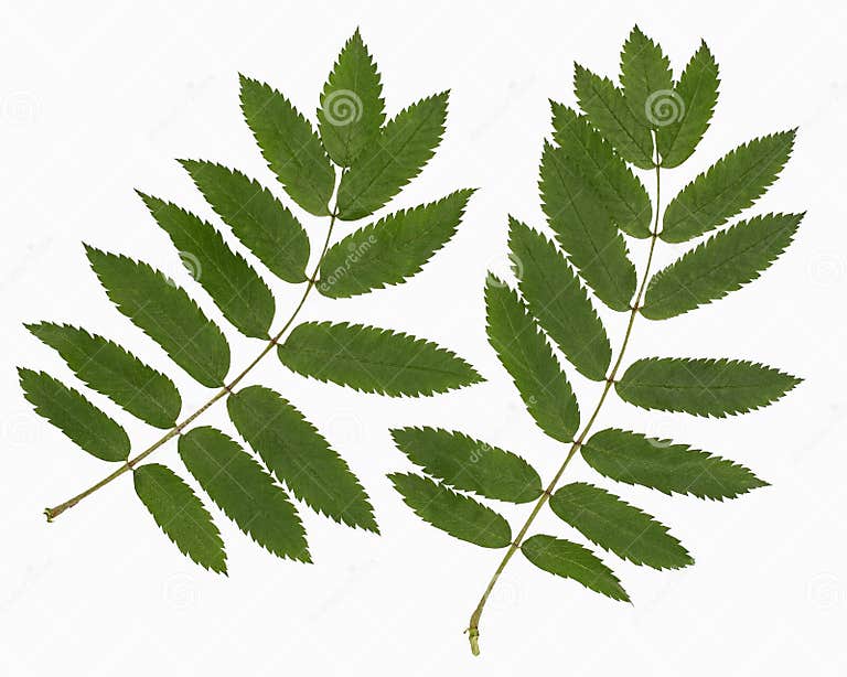 Leaf of a mountain ash stock image. Image of green, botany - 104731787