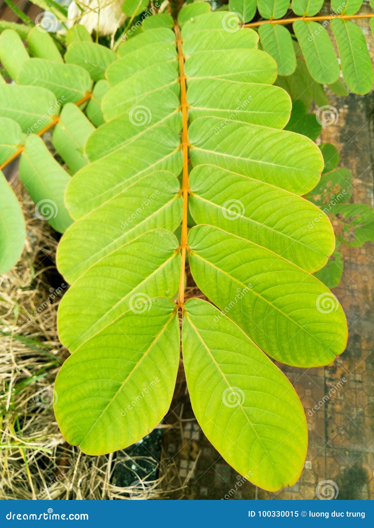 Long leaf stock image. Image of leaf, home, green, long - 100330015