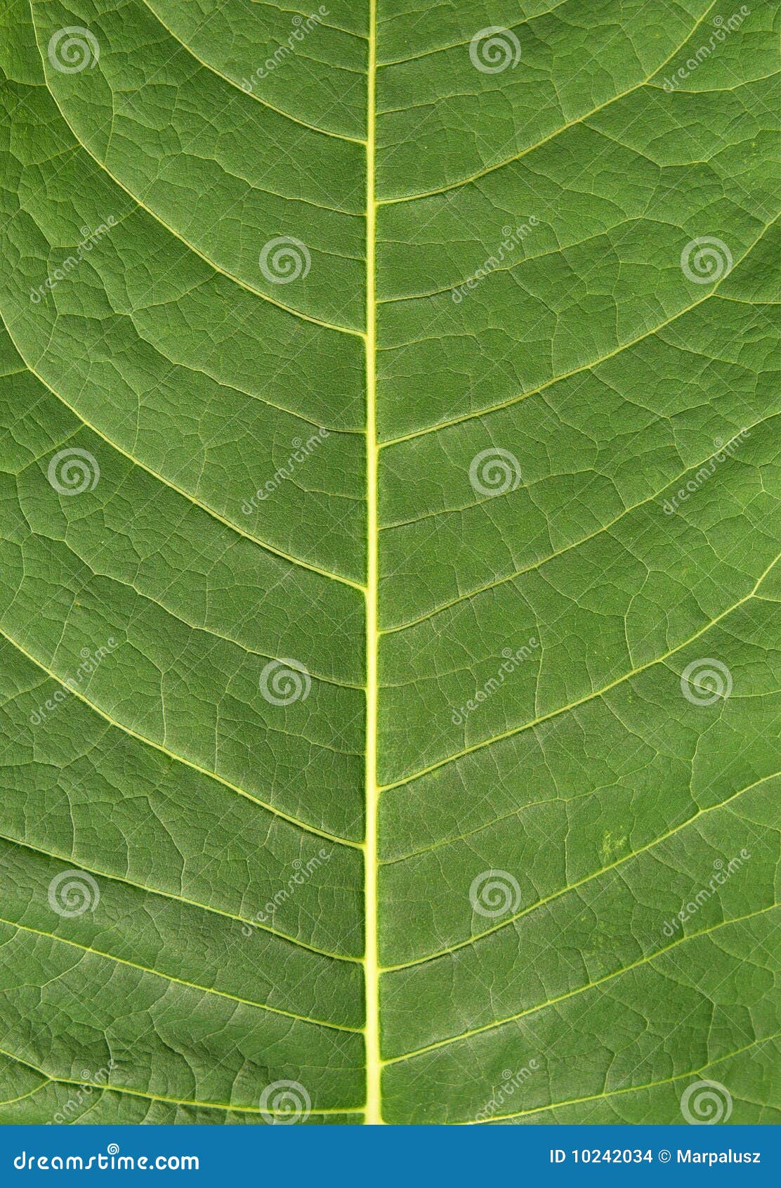Leaf natural background stock photo. Image of summer - 10242034