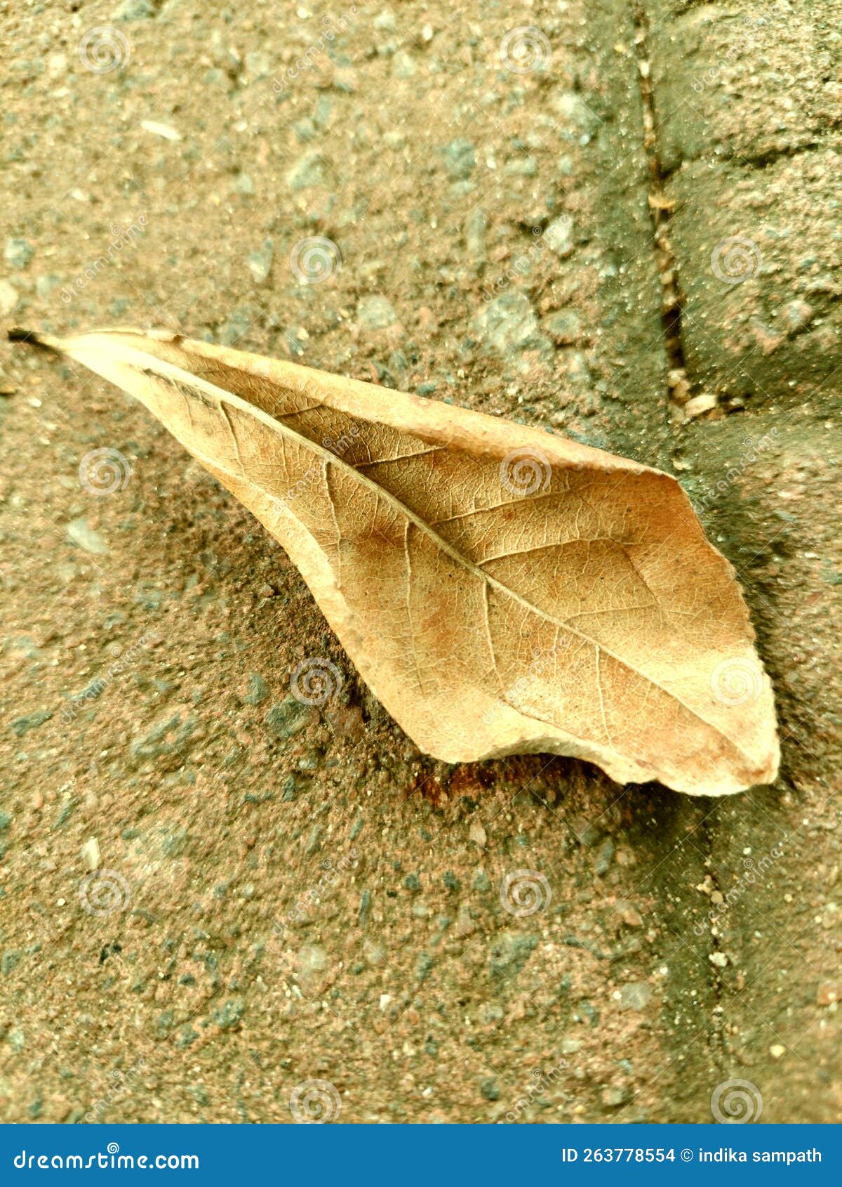 Leaf Natural Old Leaf Dry Leaf on the Concrete Stock Photo - Image of ...