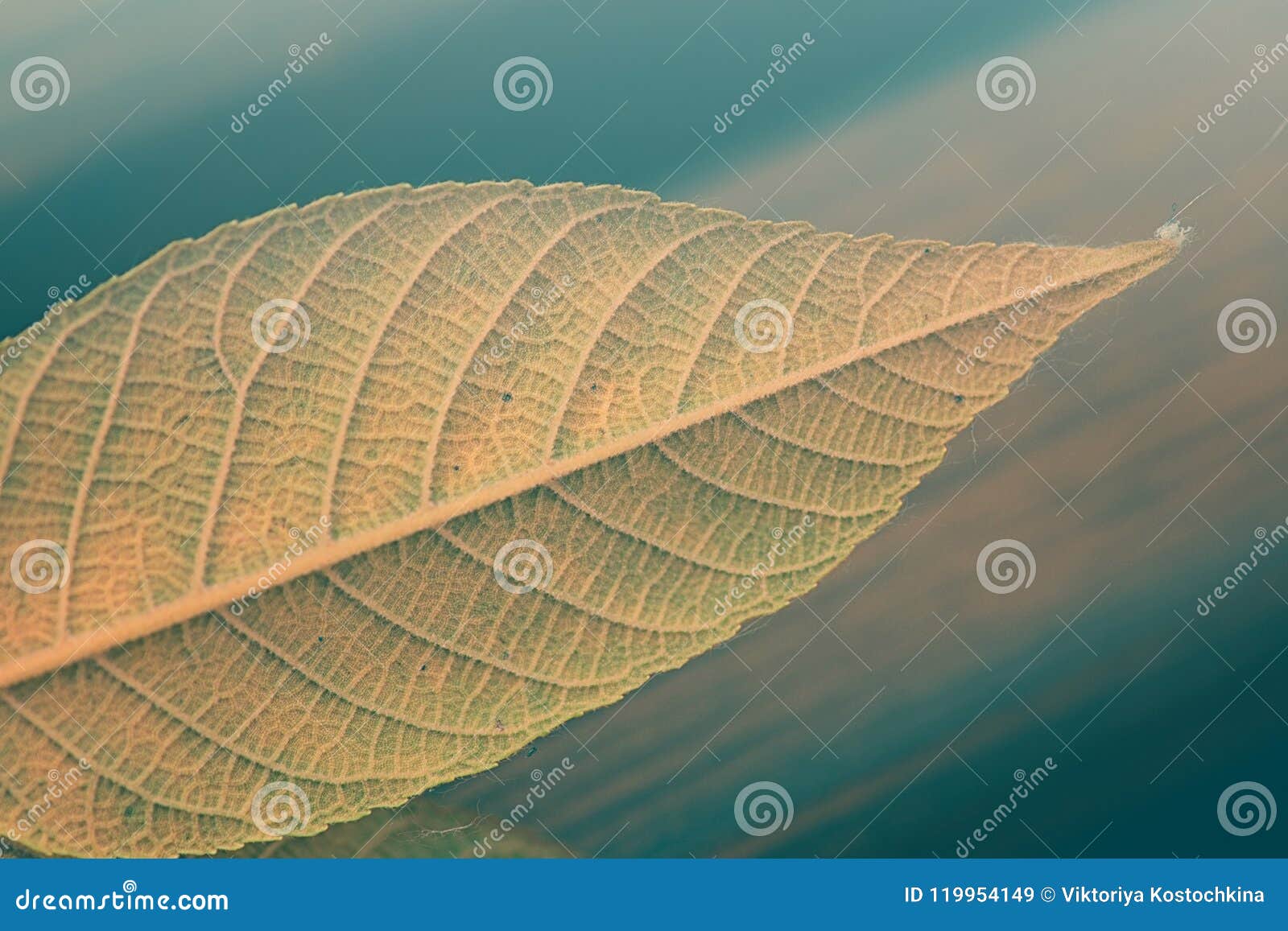 Leaf natural symmetry stock image. Image of symmetry - 119954149