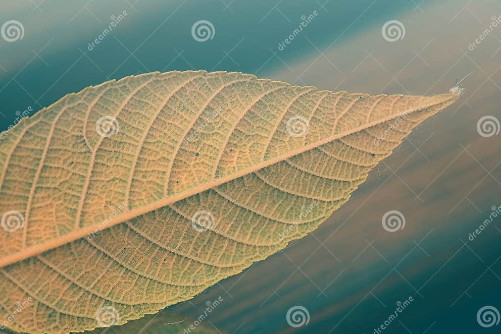 Leaf natural symmetry stock image. Image of symmetry - 119954149