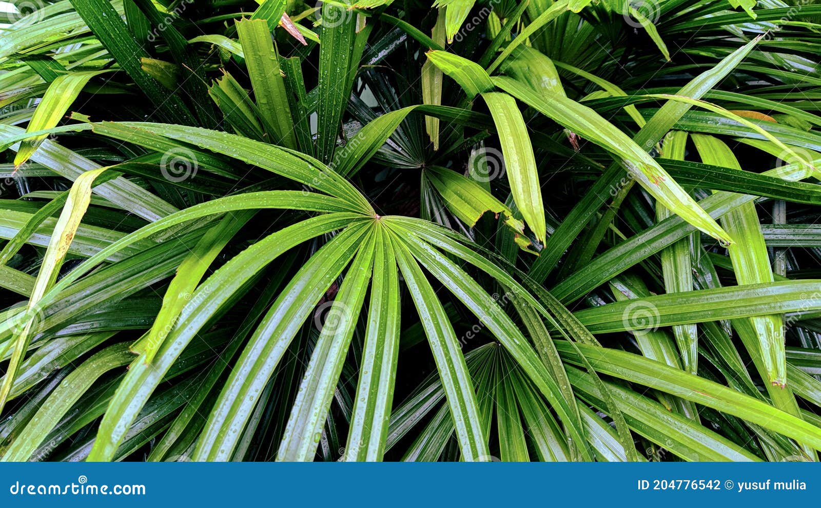 Talipot Palm Leaves Wet after Rain Stock Photo - Image of garden, leaf ...