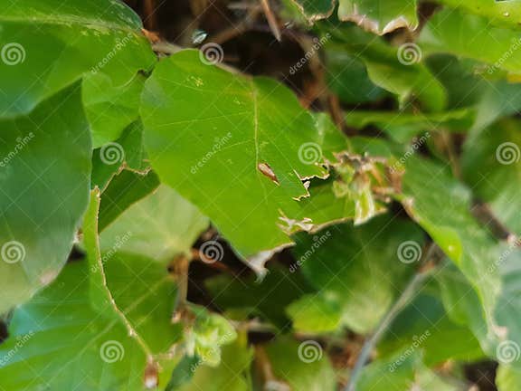 Leaf in nature at mid day stock photo. Image of leaf - 122755410