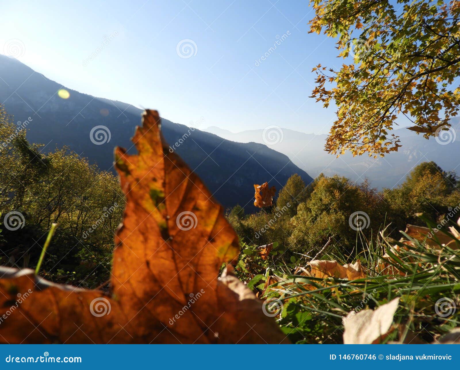 Leaf in nature on mointain stock photo. Image of landscape - 146760746