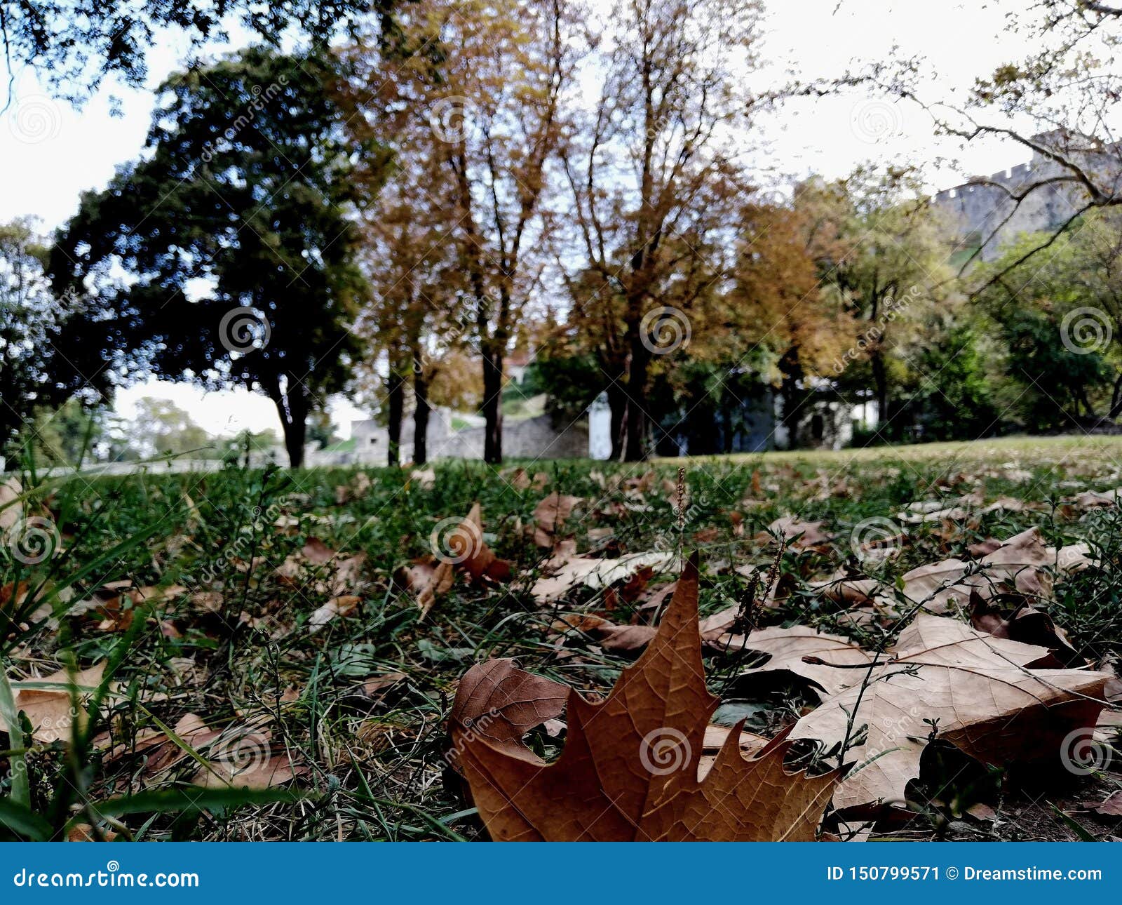 Leaf stock image. Image of leaf, beautiful, travel, park - 150799571