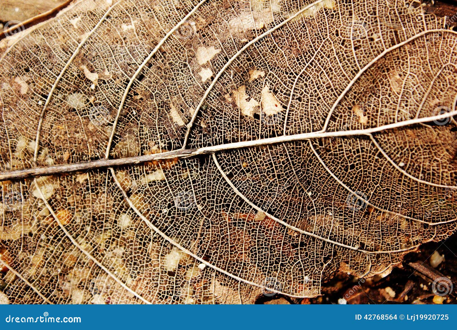 Leaf Network stock photo. Image of distribution, lignin - 42768564