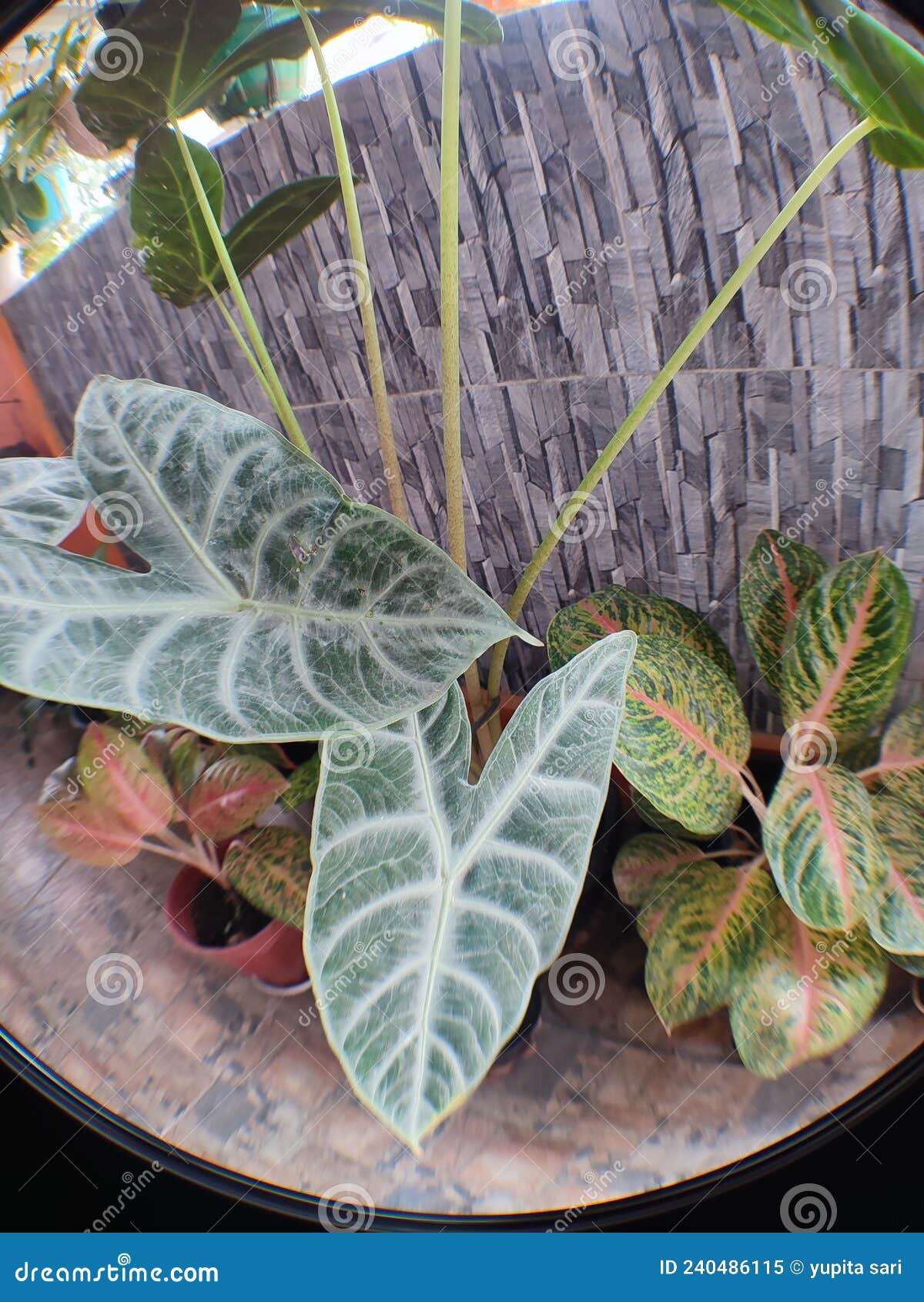 Leaf nice beautiful stock image. Image of beautiful - 240486115